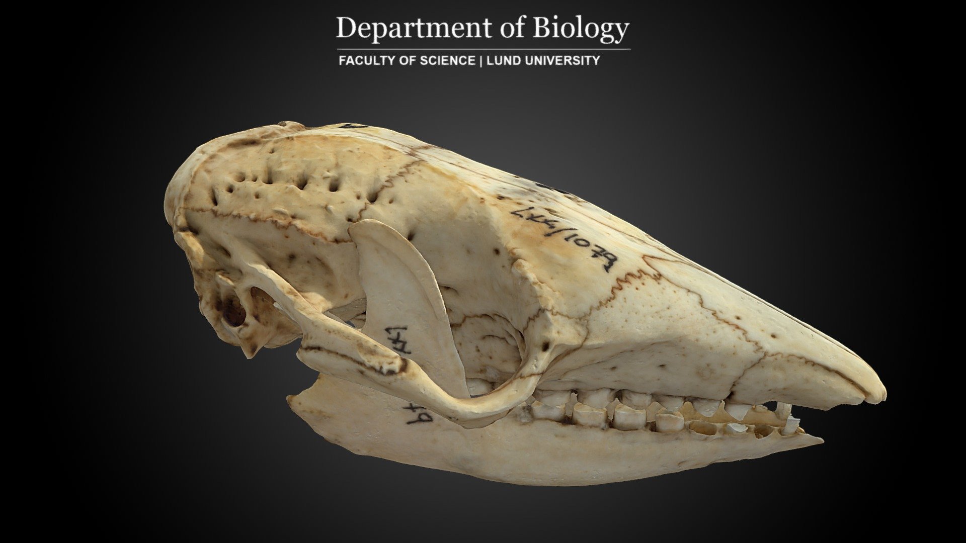 Skull of Long-nosed Armadillos - 3D model by 3D Lab - Department of ...