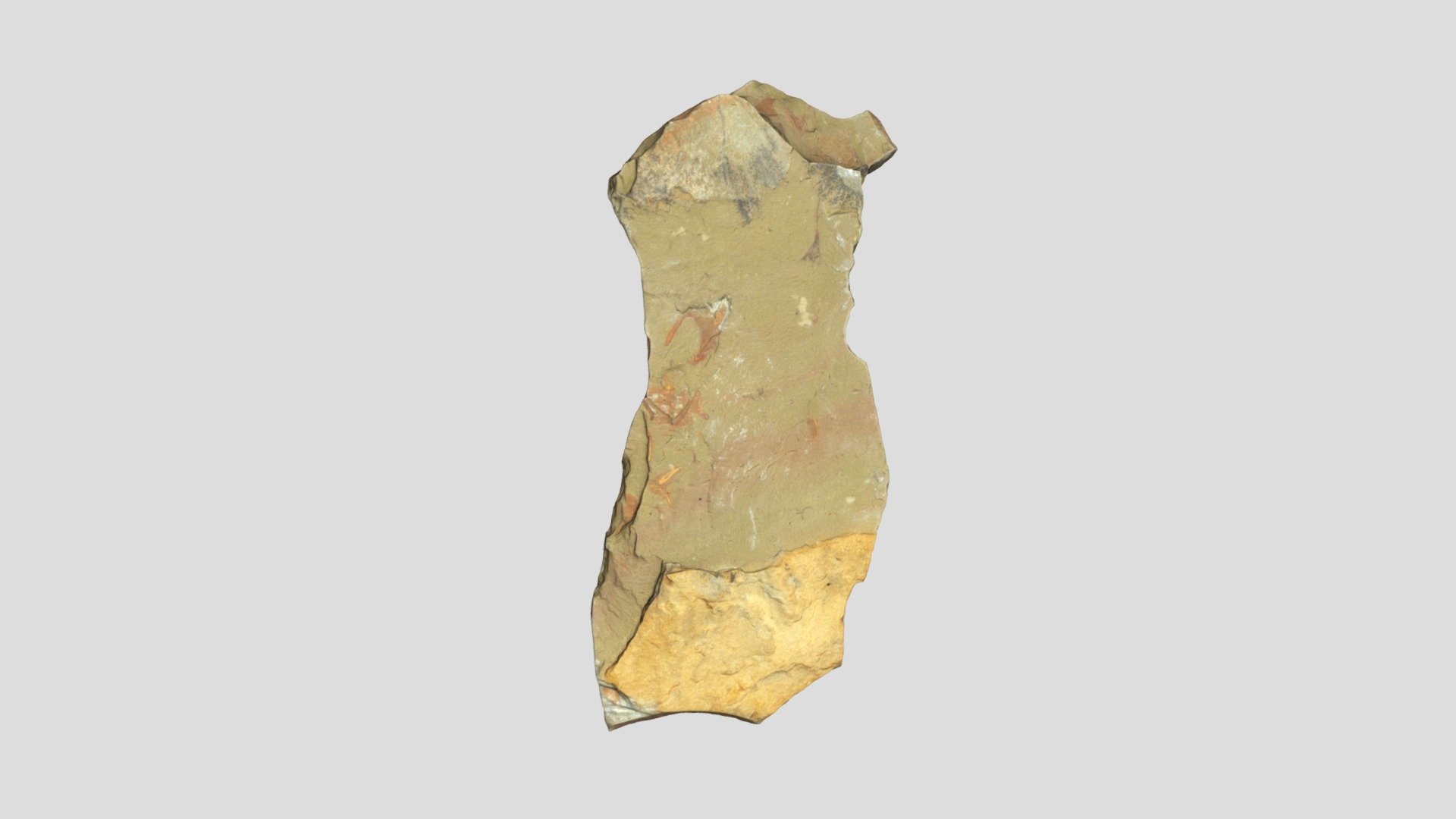 Carpoid fossil - Cothurnocystis elizae (L8A) - 3D model by Hong Kong ...