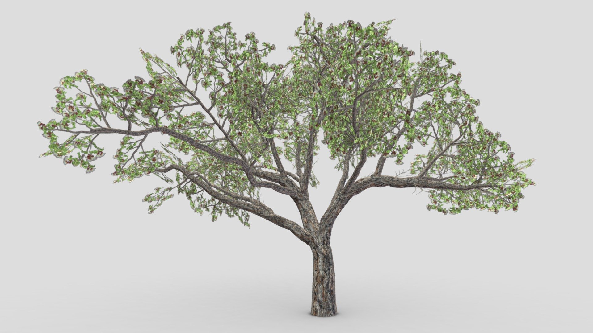 Brazilian Pequi Tree- 01 - Buy Royalty Free 3D model by ASMA3D [dbc16bf ...