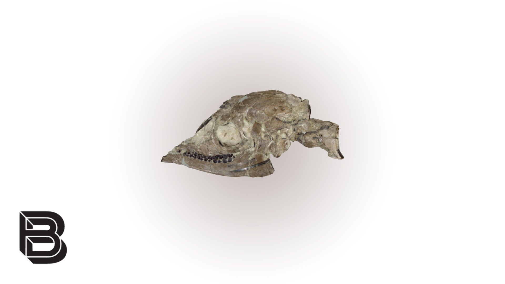 Early Camel Skull Fossil - 3D model by The Bishop Museum of Science and ...