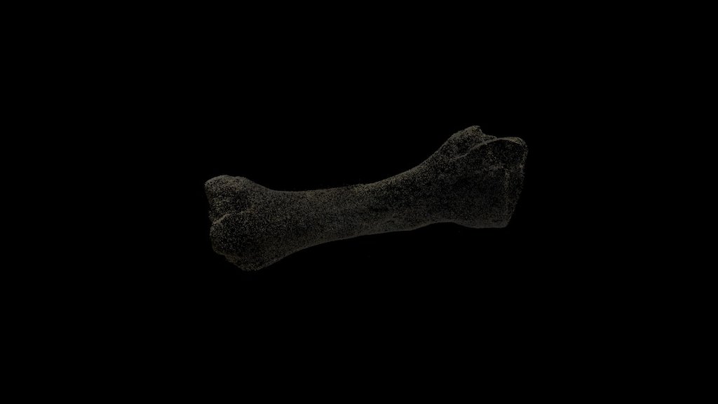 Rhino Radius (point cloud) - 3D model by realgoodbread [dbd0bf2 ...