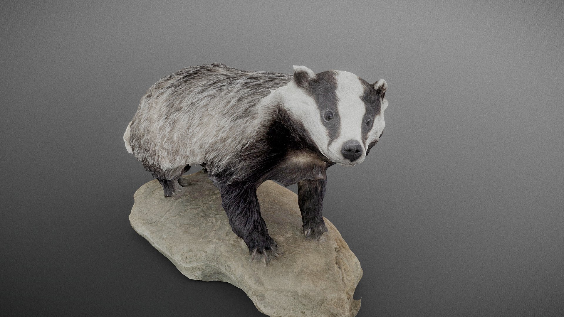Badger taxidermy - Download Free 3D model by axonite [dbd716a] - Sketchfab