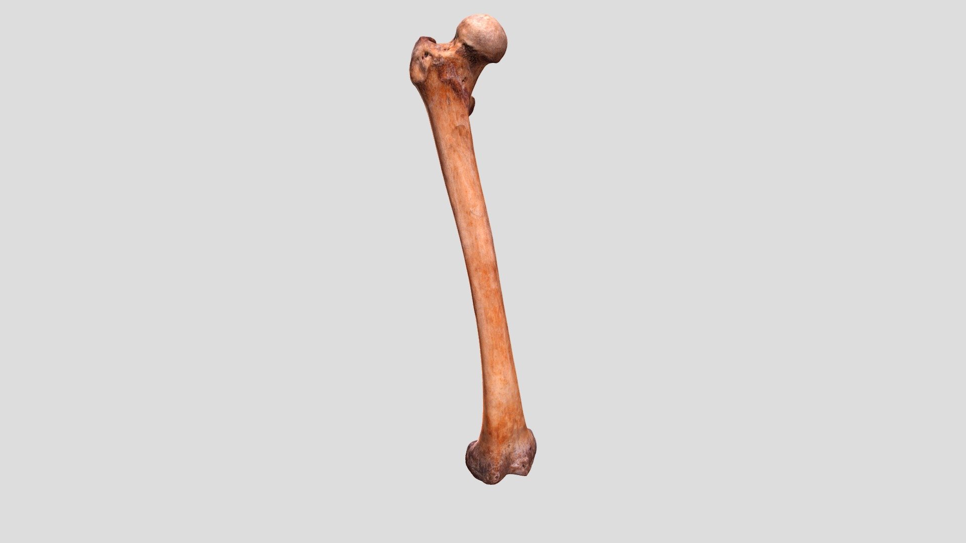 Femur (right) - 3D model by kucharm [dbde684] - Sketchfab