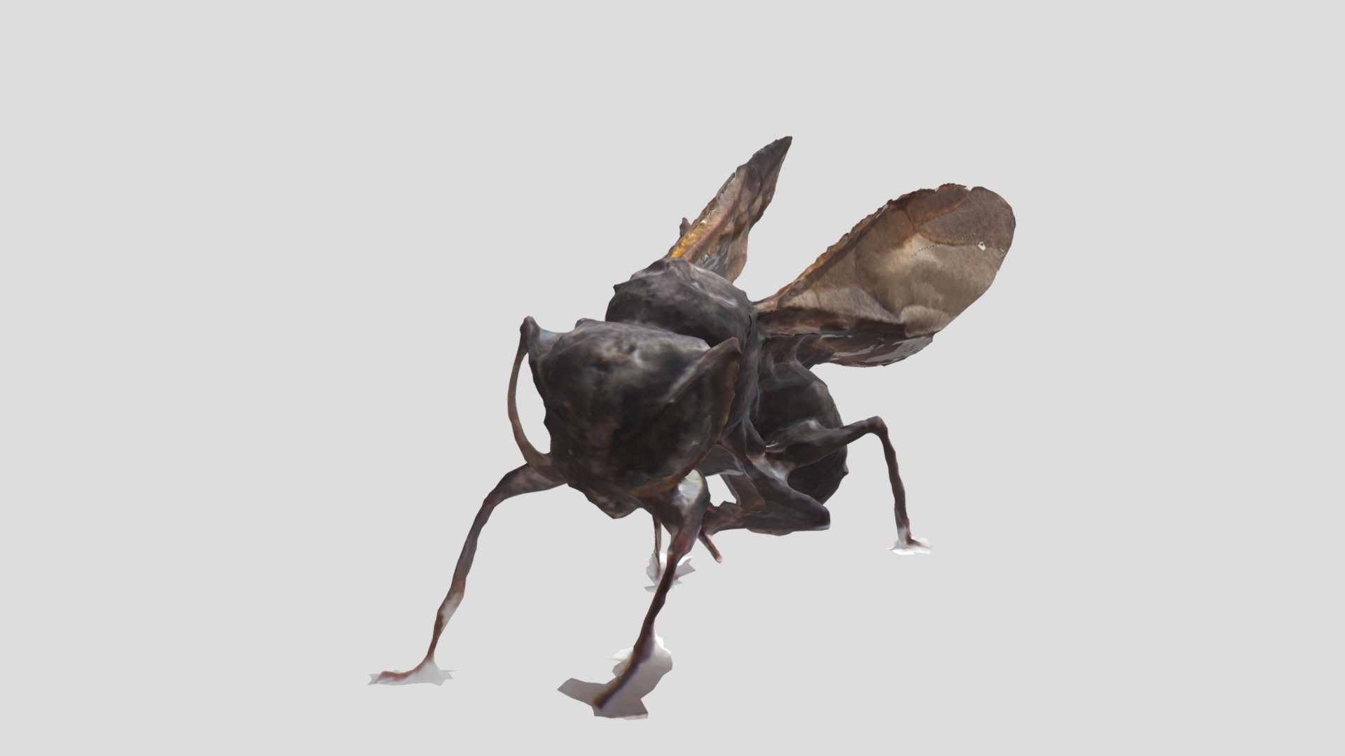 Dead ant - Download Free 3D model by scbenoit [dbdf891] - Sketchfab