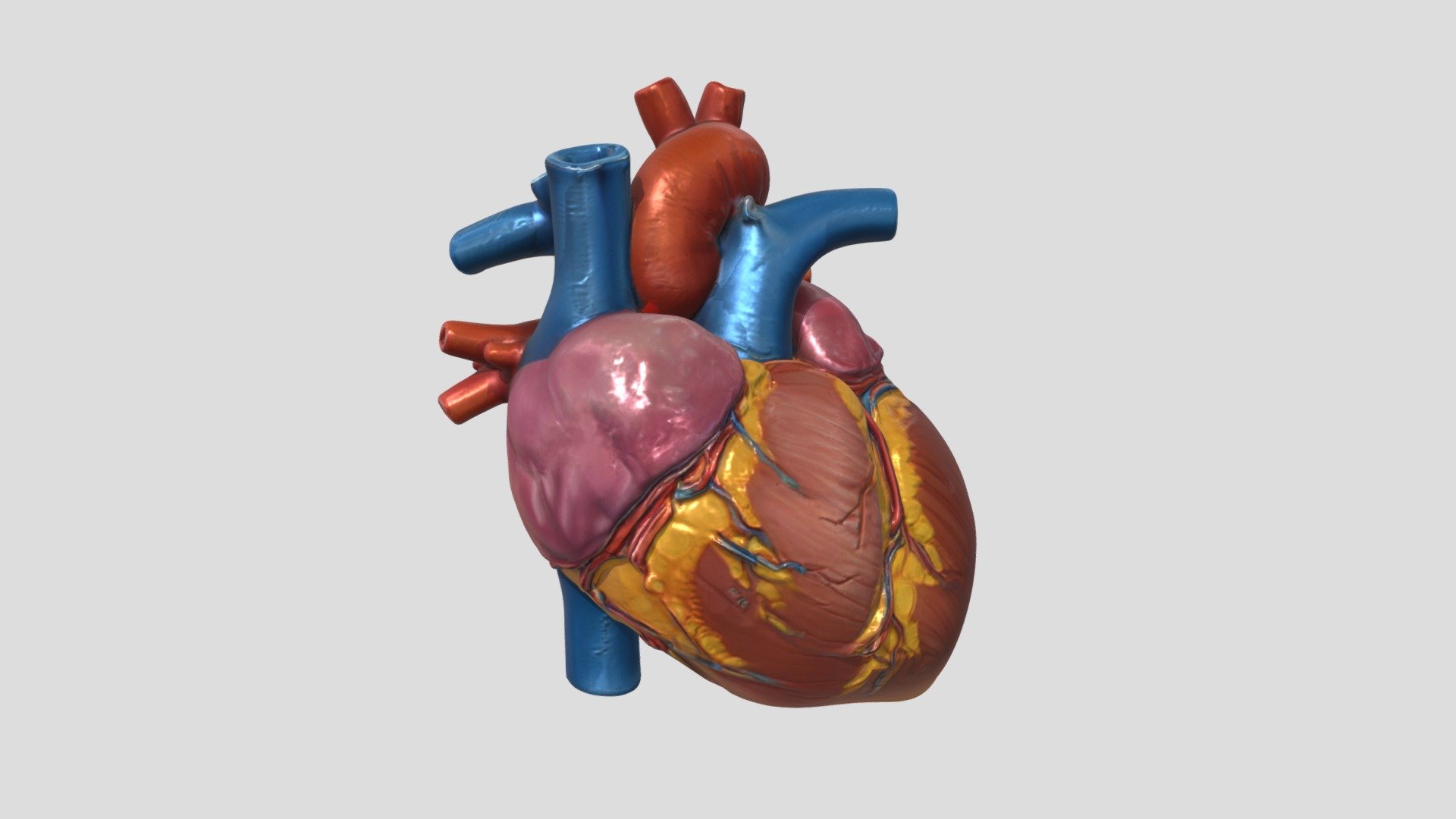 Human Heart 3D Model - Download Free 3D model by Haiqa Arif (@ansarihaiqaarif) [dbe2a84] - Sketchfab