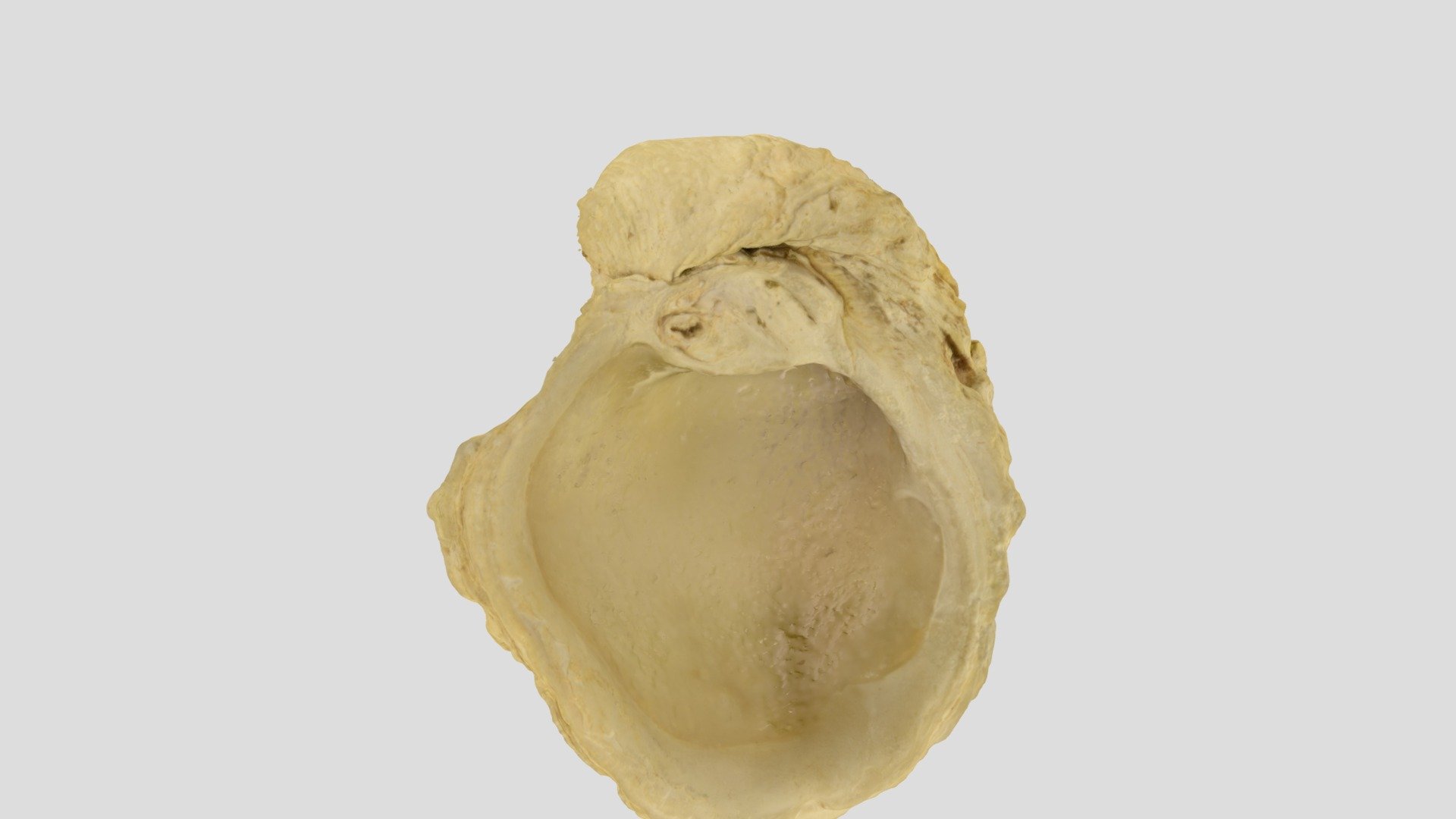 3D_Diceras - 3D model by GeoVires Lab (@GeoViresLab) [dbe4749] - Sketchfab
