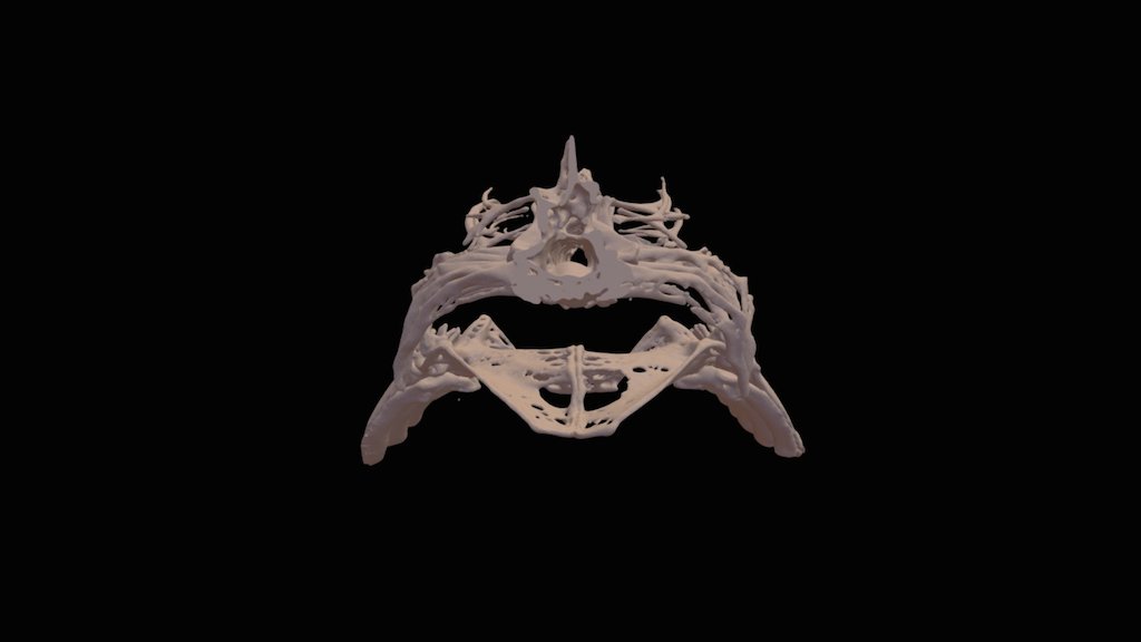 Pelvic girdle of Cryptotora thamicola. - 3D model by flammanglab ...