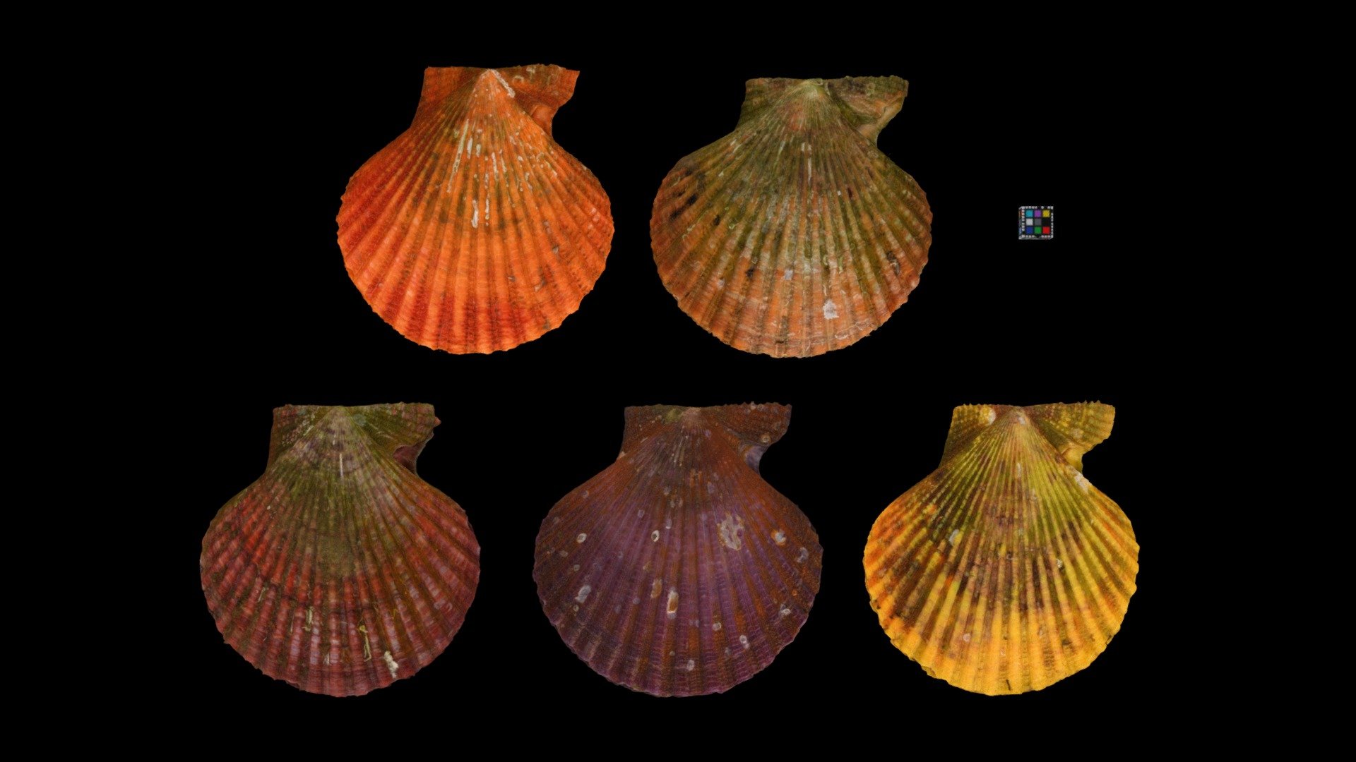 ヒオウギガイ Noble Scallop Color Variation, M. nobilis - Download Free 3D ...