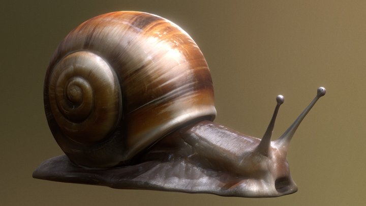 Snail 3d Models Sketchfab