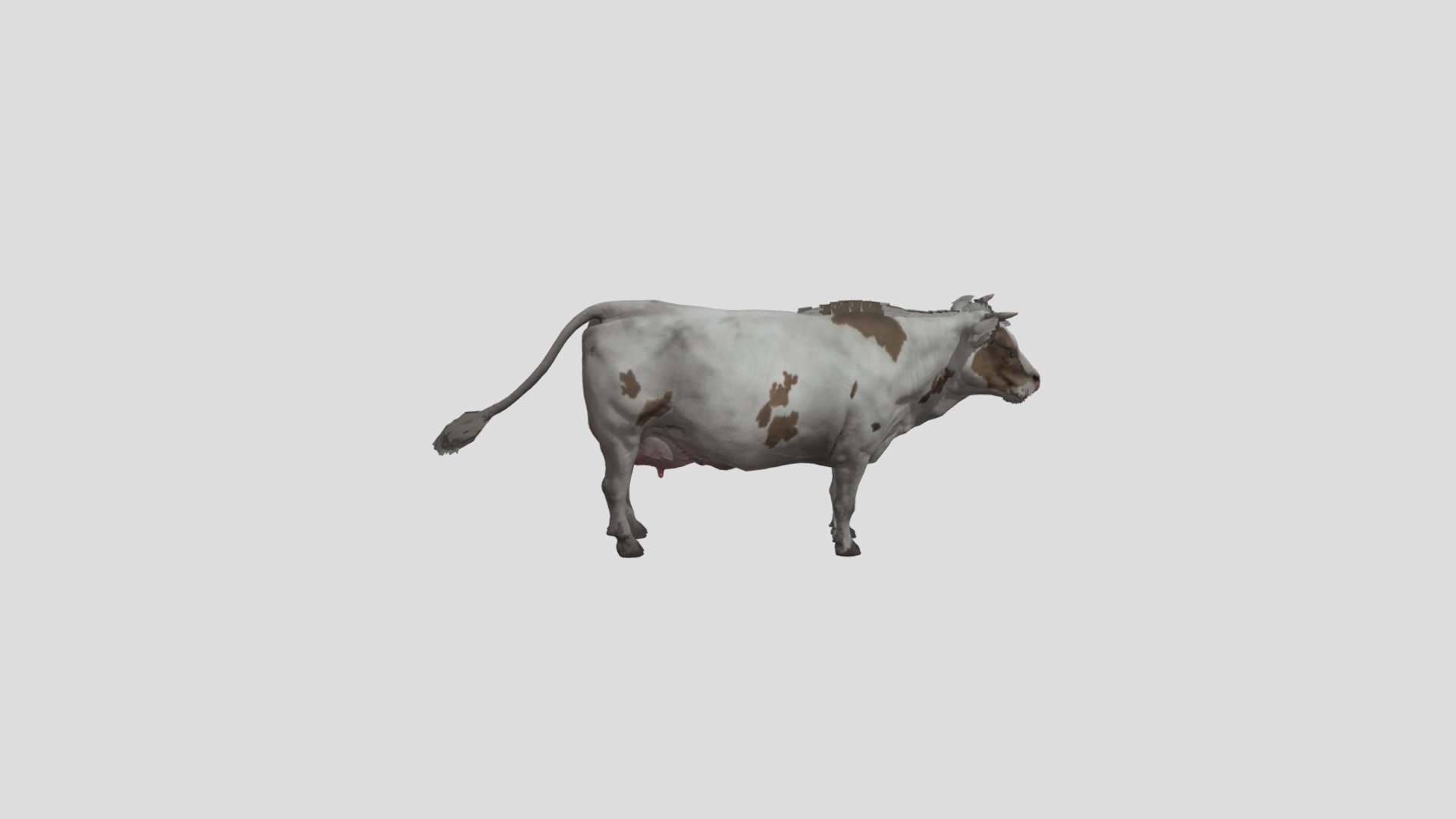 Cow - 3D model by ZongXian (@zx11111) [dbf1e5a] - Sketchfab