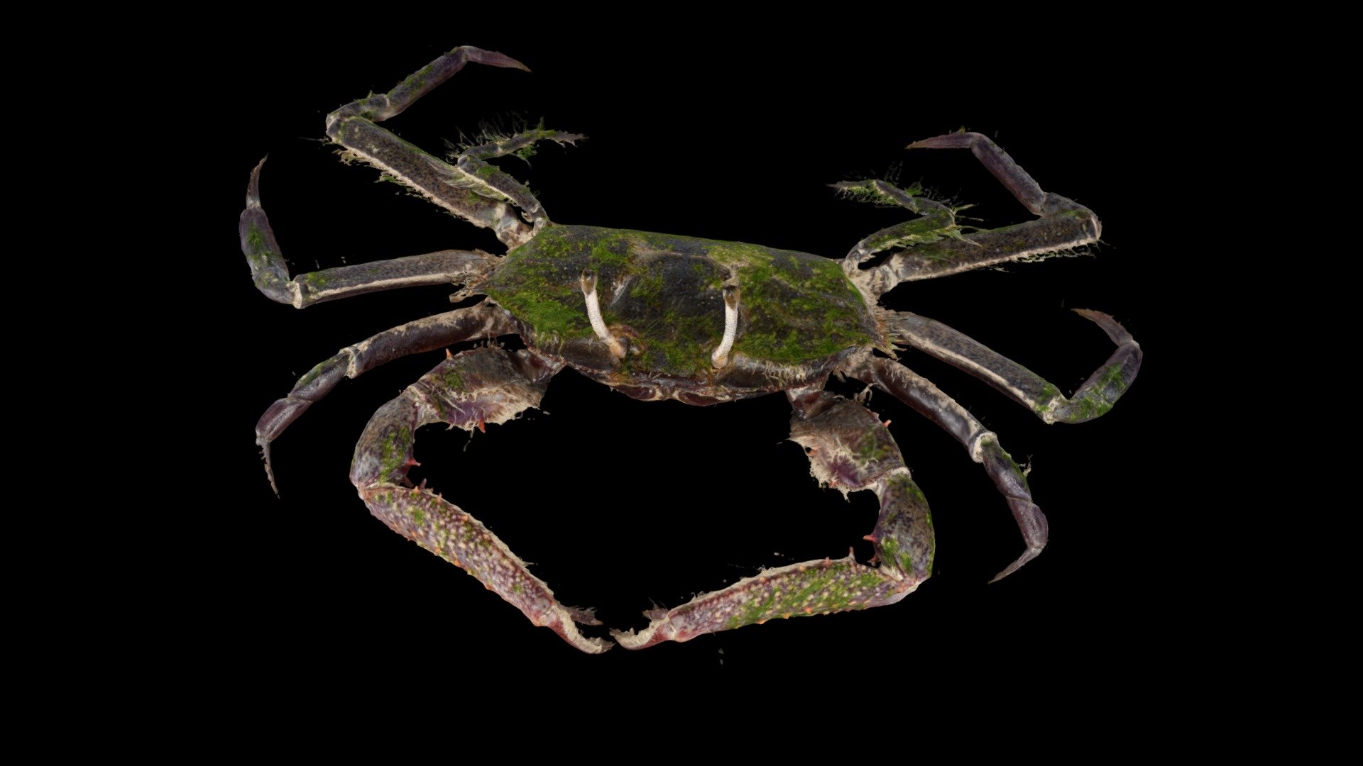 オサガニ Sentinel crab, Macrophthalmus abbreviatus - Download Free 3D model ...