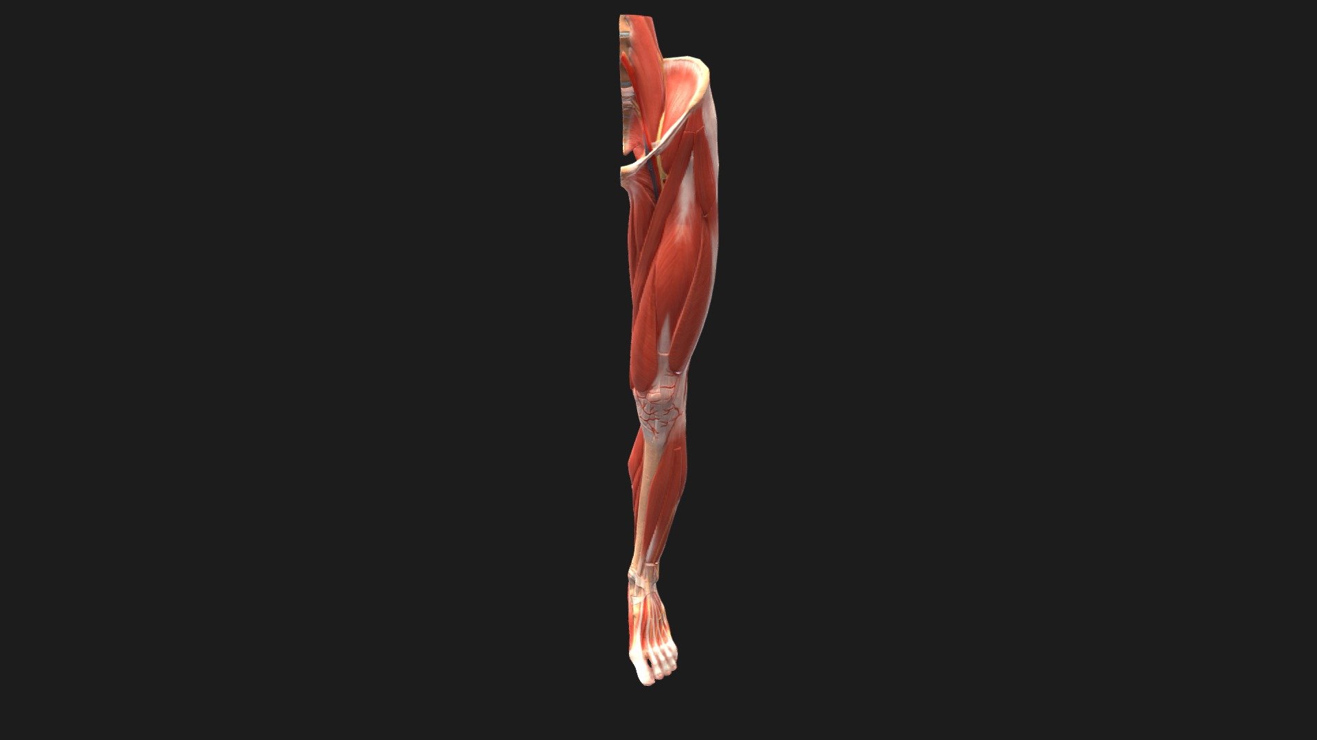 Human Leg - 3D model by AnatomyPhysiologySCC [dbf8a45] - Sketchfab