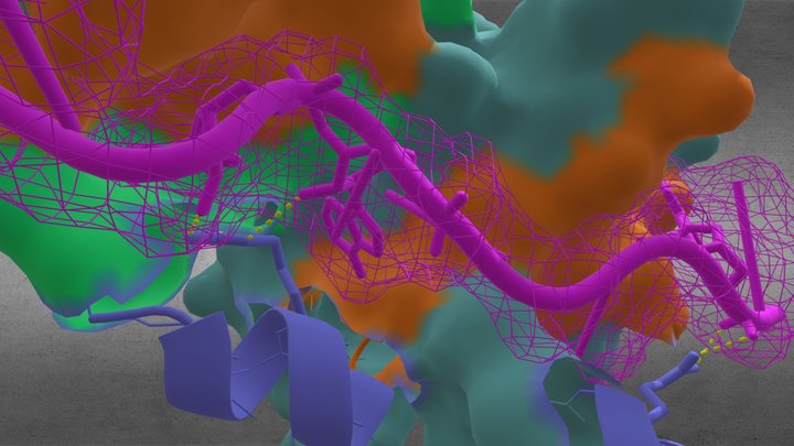 Molecular_structure-biochemistry 3D models - Sketchfab