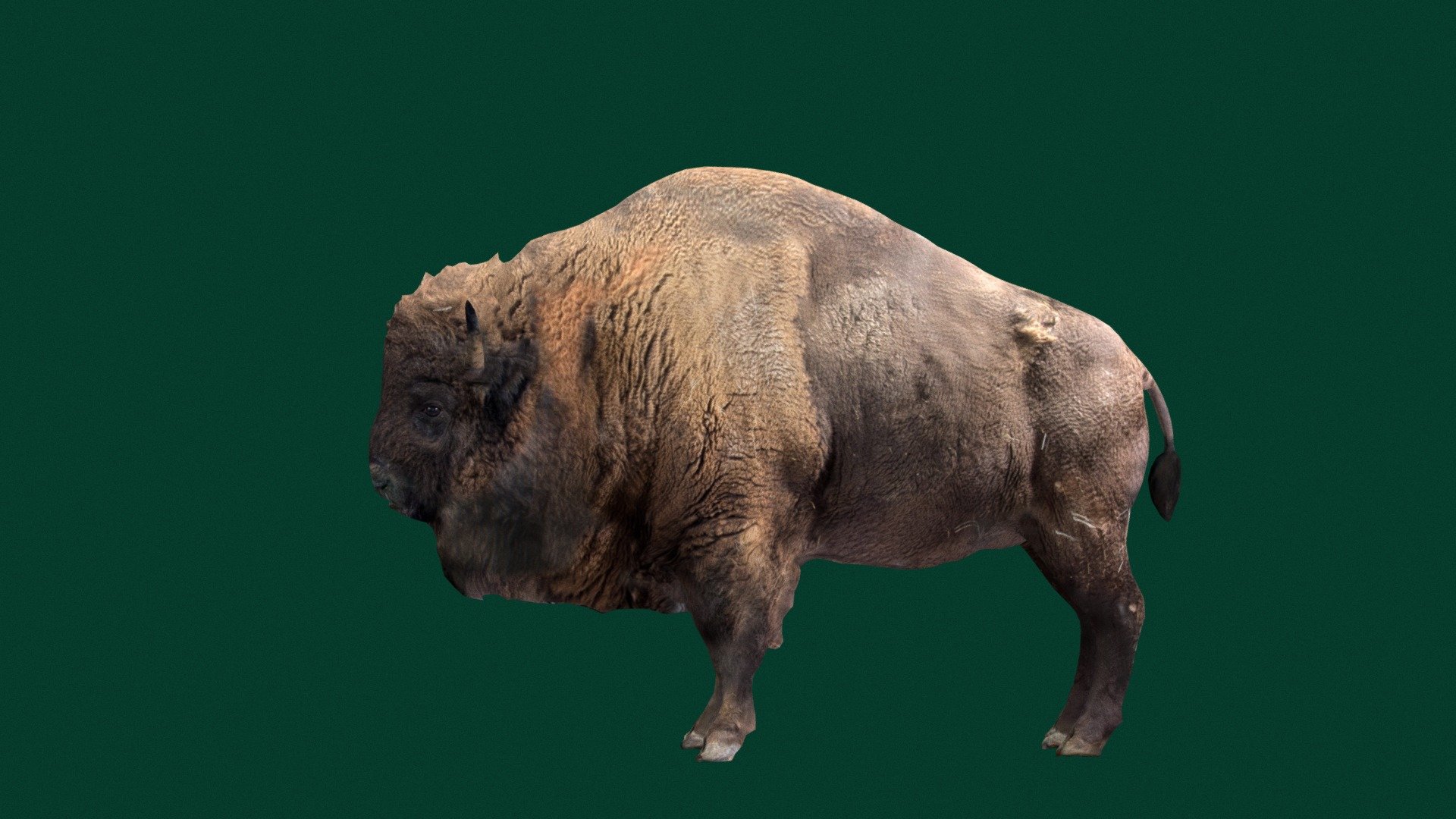 American BIson Male (Game Ready) - Buy Royalty Free 3D model by ...