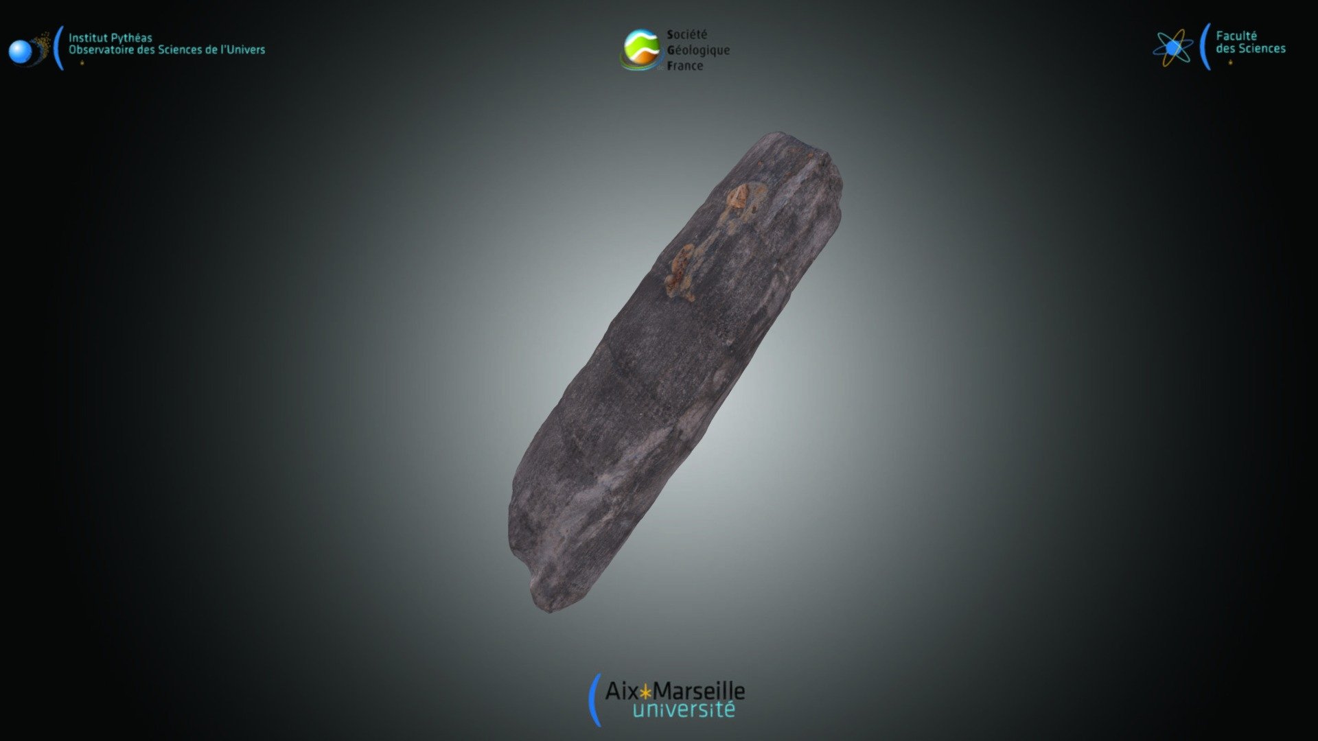 Plante - Calamites sp. - Download Free 3D model by Société Géologique ...