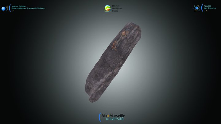 Sphenophyta 3D models - Sketchfab