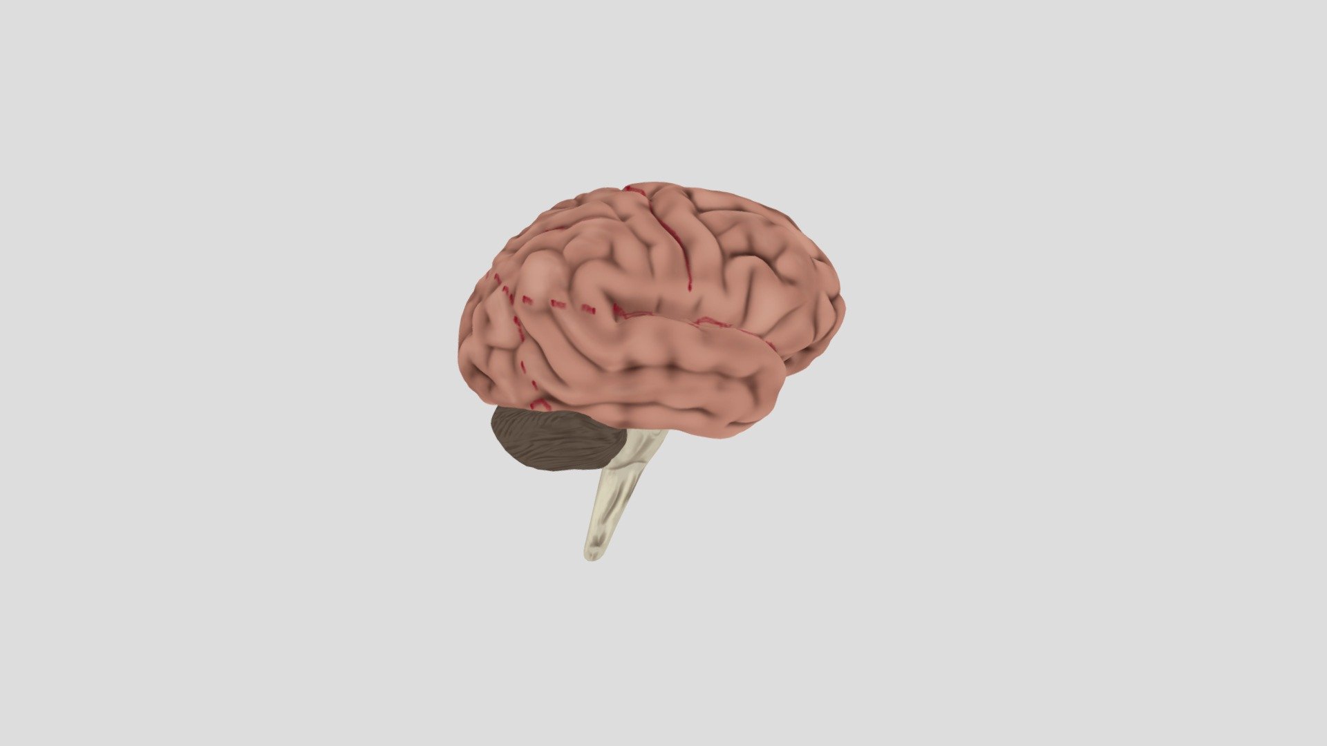Half Brain with Markings - 3D model by csdneuro [dc045fc] - Sketchfab