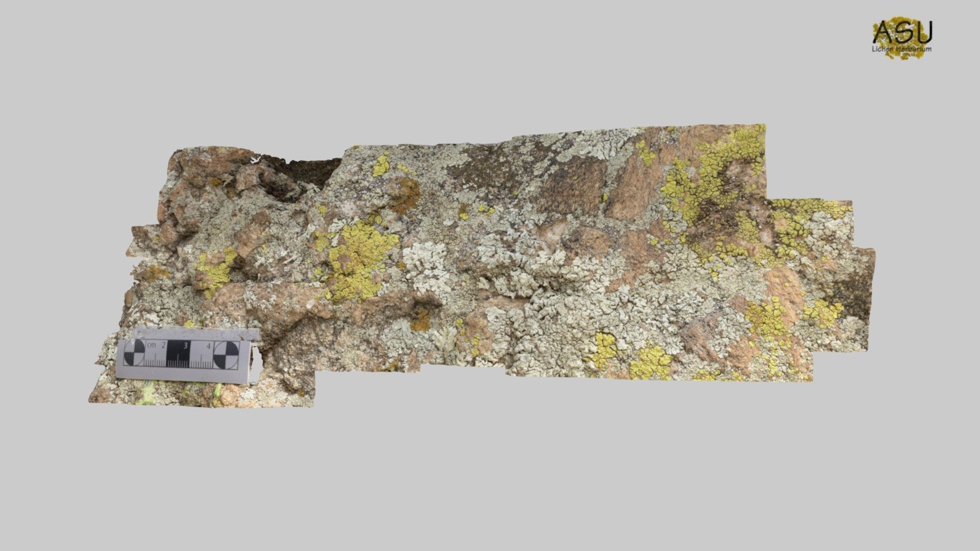 Lichens at the Boyce Thompson (2021-09-20) - Download Free 3D model by ...