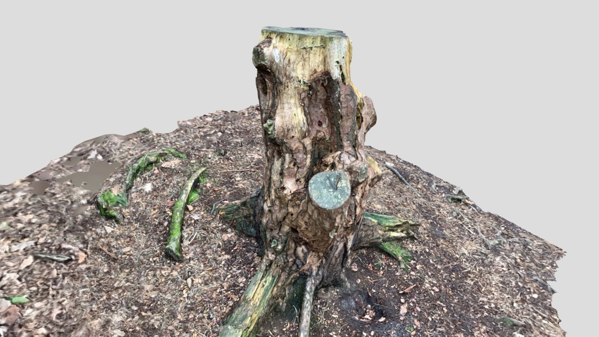 Tree Stump - from Raw Scan - Photogrammetry. - 3D model by Codenburger ...