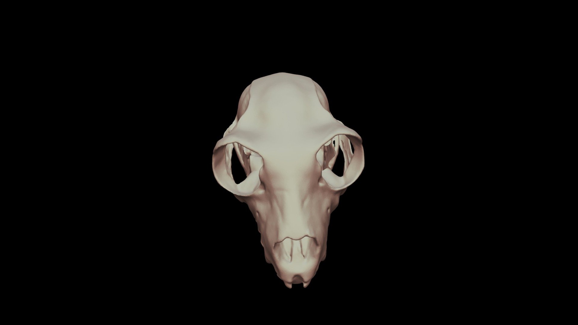 Indri Skull - Download Free 3D model by upeshnepal1 [dc0f161] - Sketchfab