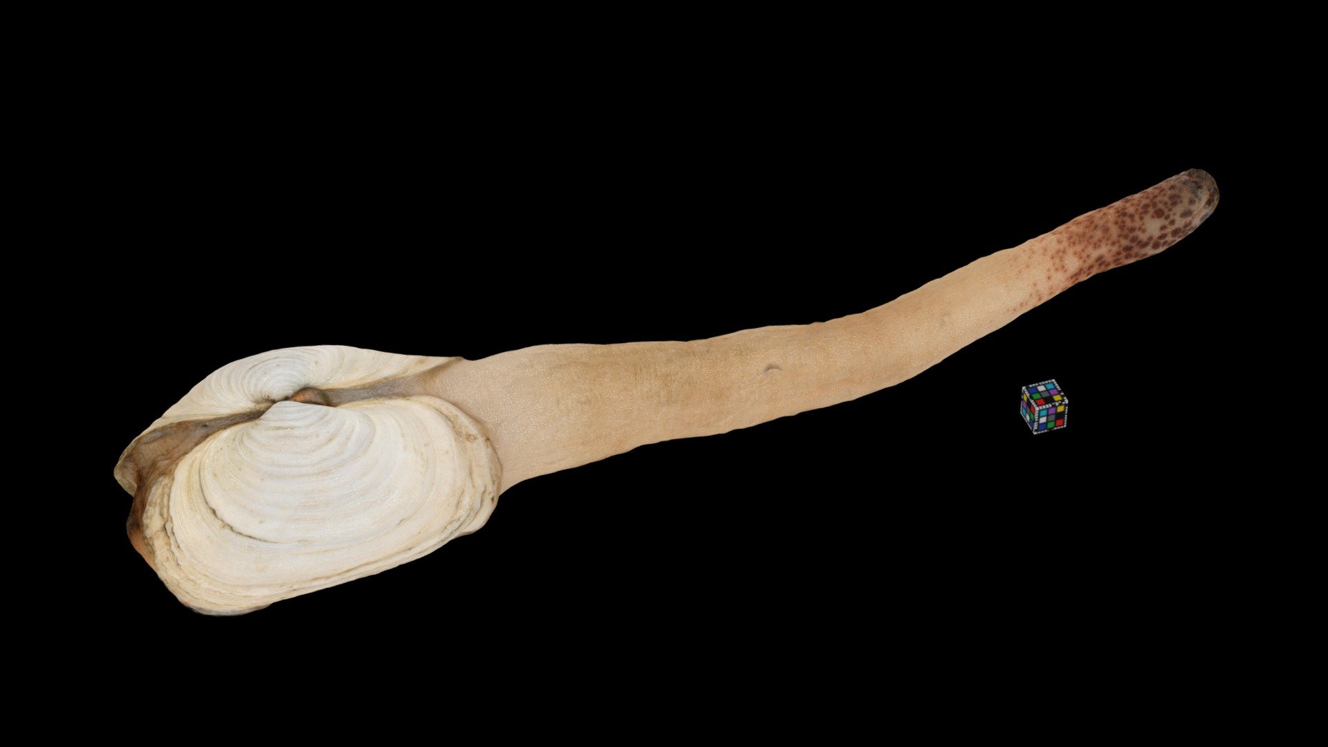 ナミガイ Japanese Geoduck, Panopea japonica - Download Free 3D model by ...
