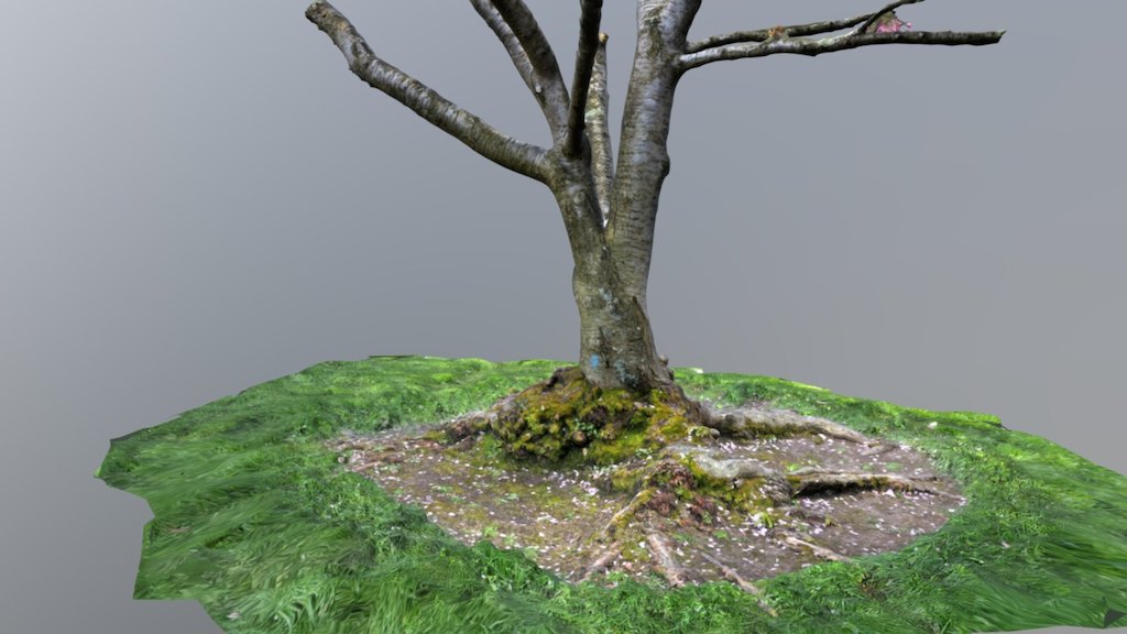 Spring Tree - 3D model by brinda [dc1b0cf] - Sketchfab