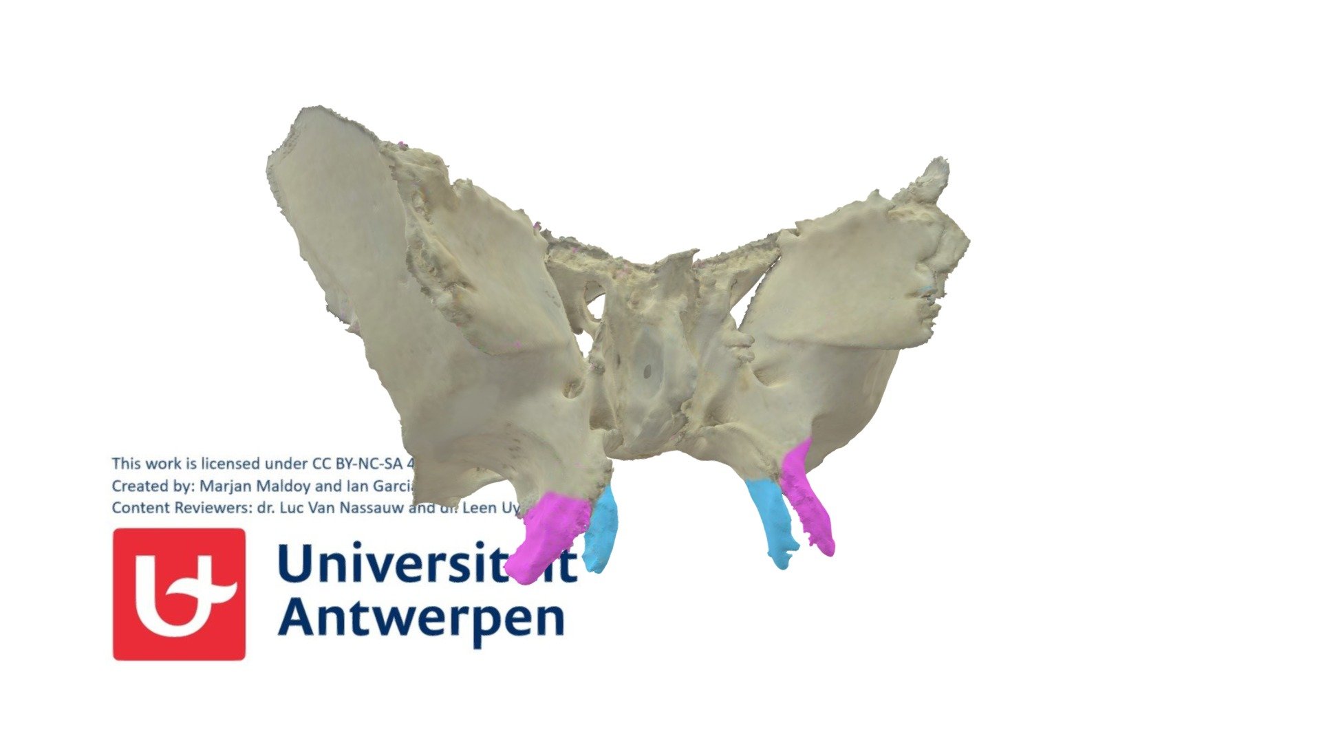 os sphenoidale - processus pterygoideus - 3D model by Universiteit ...