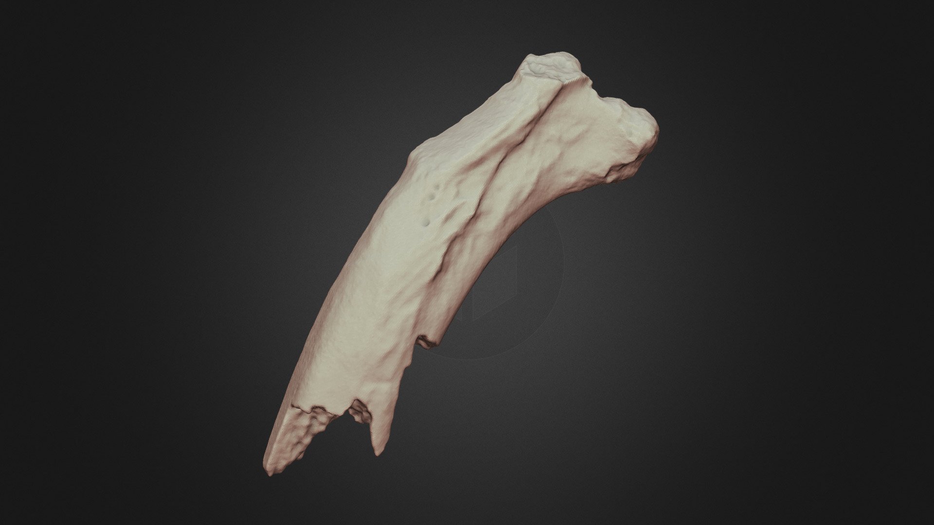 Woolly Rhino Rib - Download Free 3D model by Olof Moleman ...