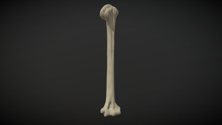 Humero 3D models - Sketchfab
