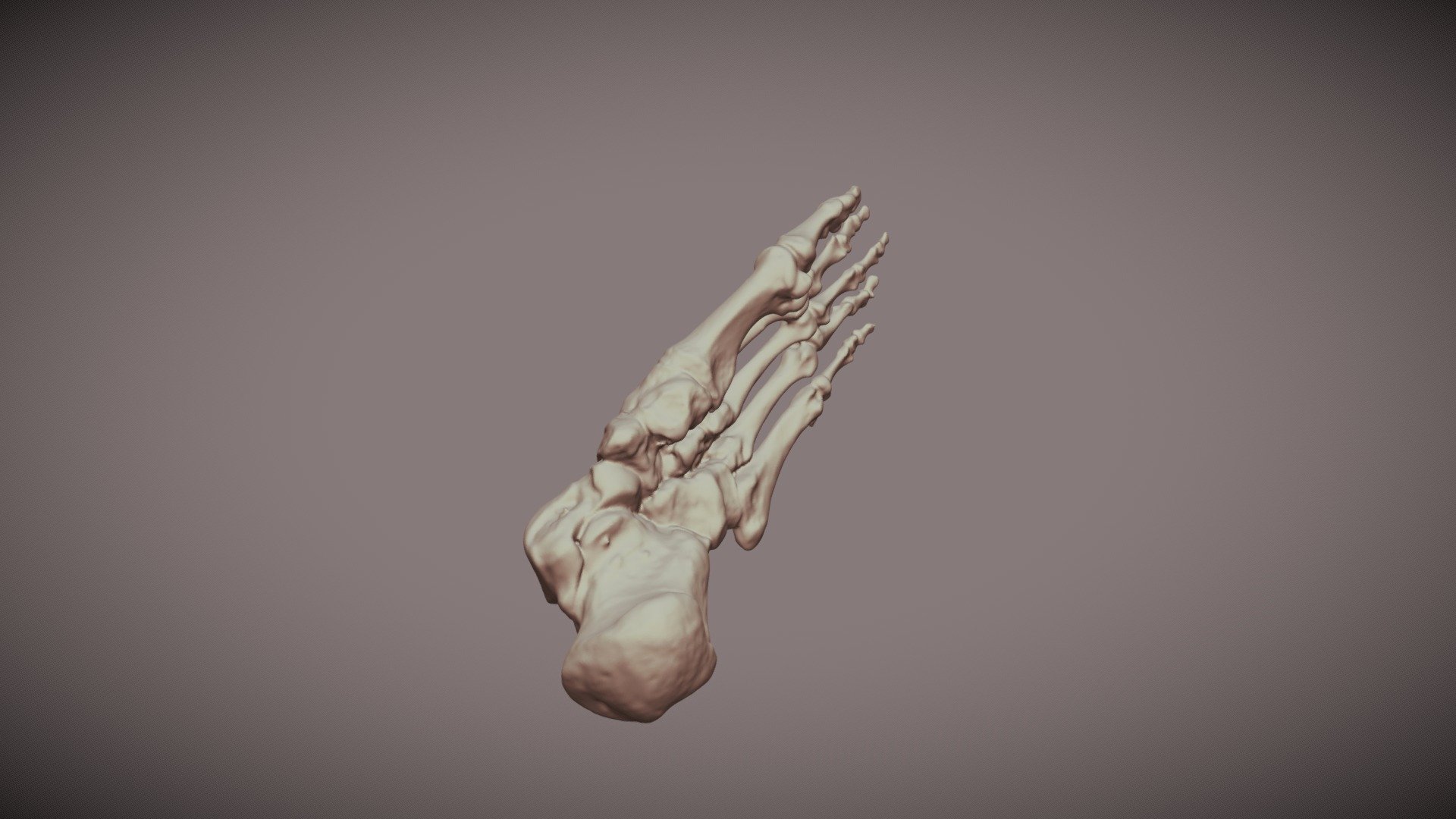 Foot - 3D model by OrJames Labs (@orjameslabs) [dc2f088] - Sketchfab