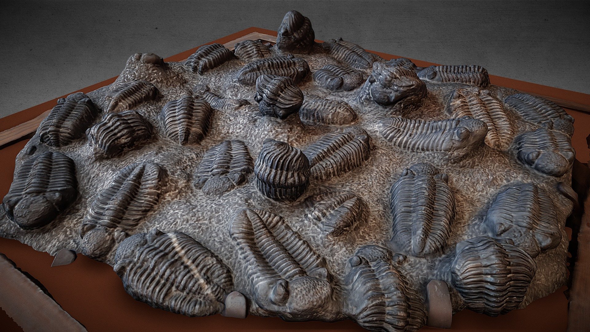 Trilobites - Buy Royalty Free 3D model by luiscoya [dc322b4 ...