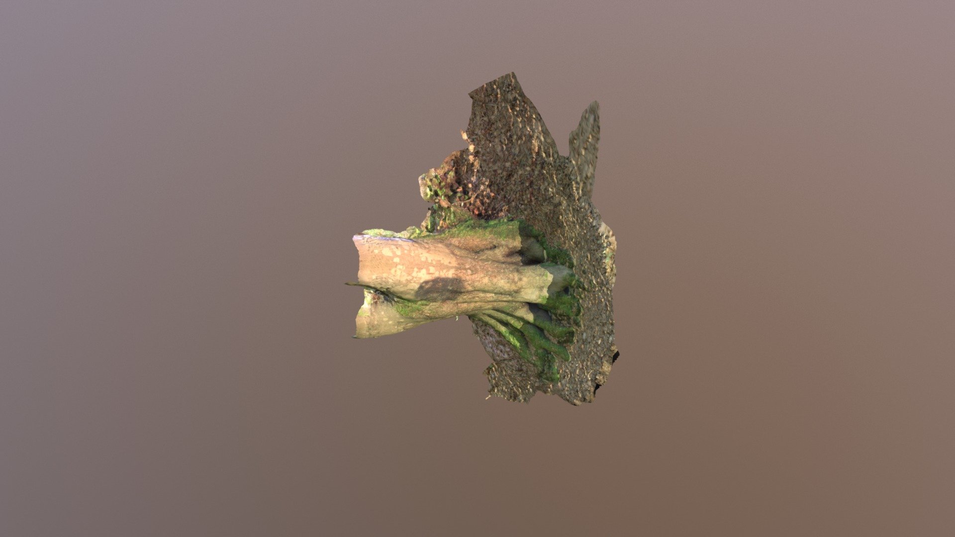 Tree piece - Download Free 3D model by clatronic [dc34b72] - Sketchfab