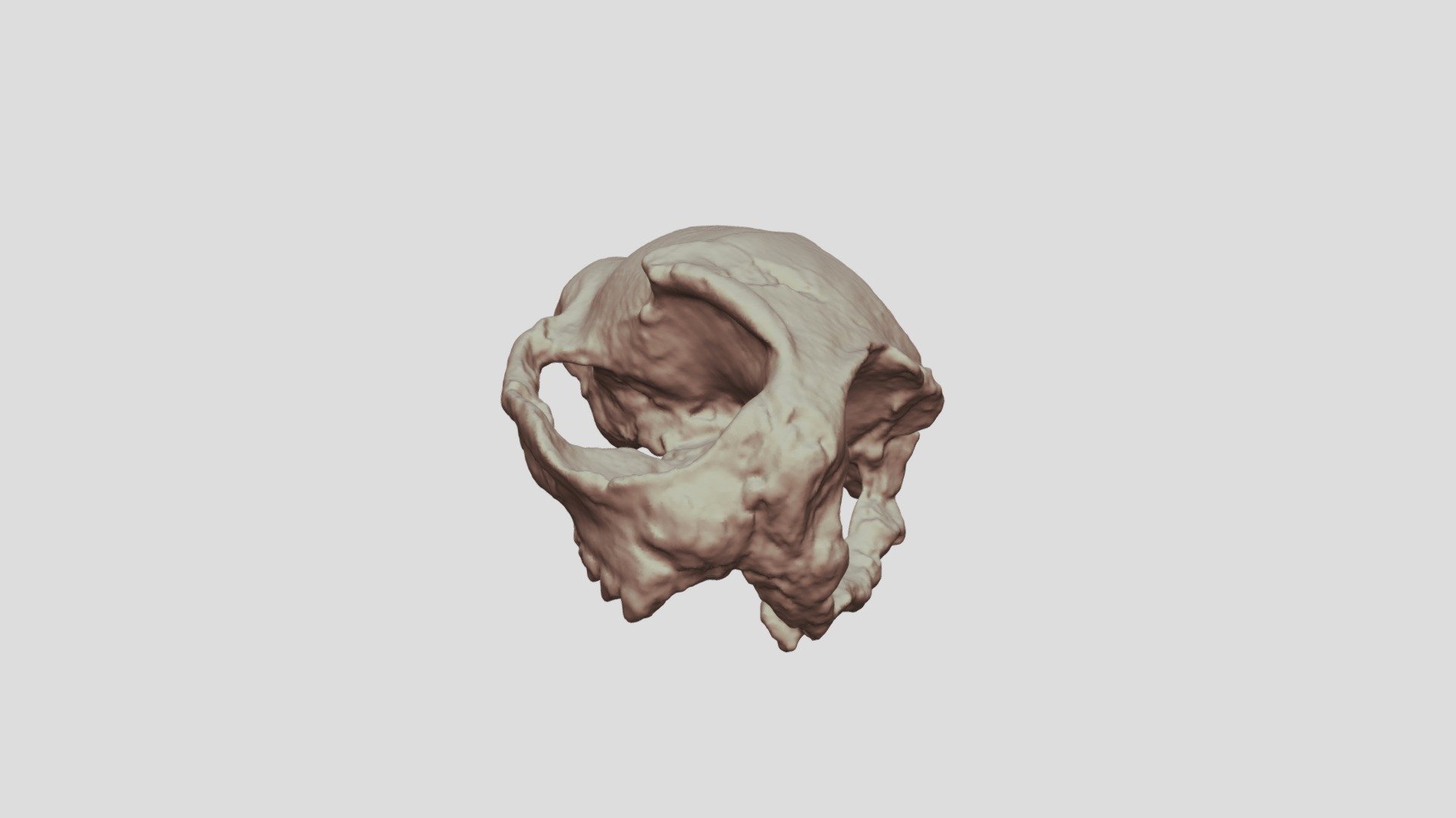 Necrolemur - 3D model by pacaucl [dc38395] - Sketchfab