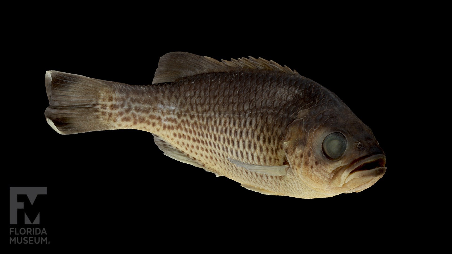 Rock Flagfish, Kuhliidae - 3D model by FloridaMuseum [dc41db1] - Sketchfab