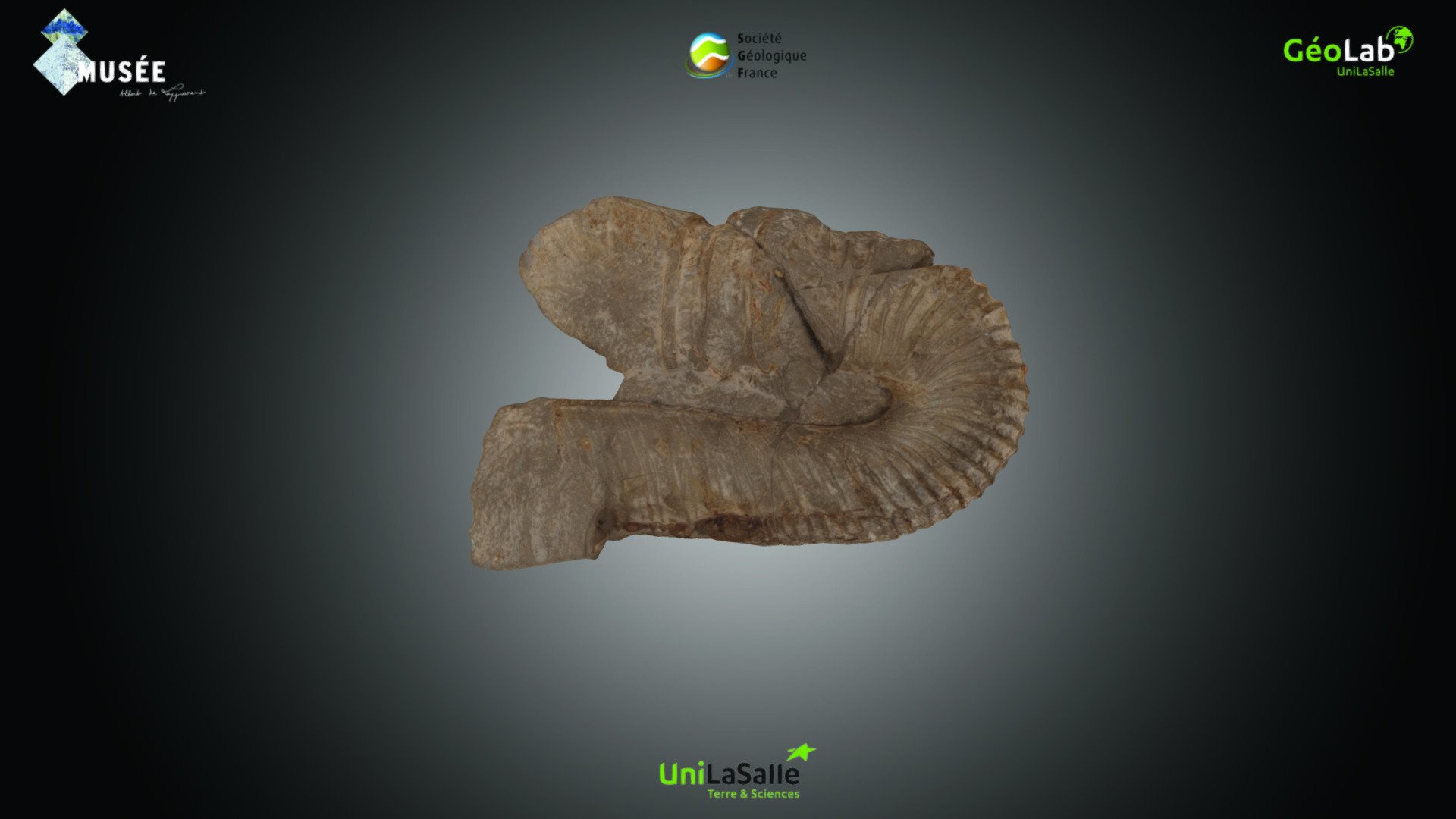 Ammonite - Hamulina sp. - Download Free 3D model by Société Géologique ...