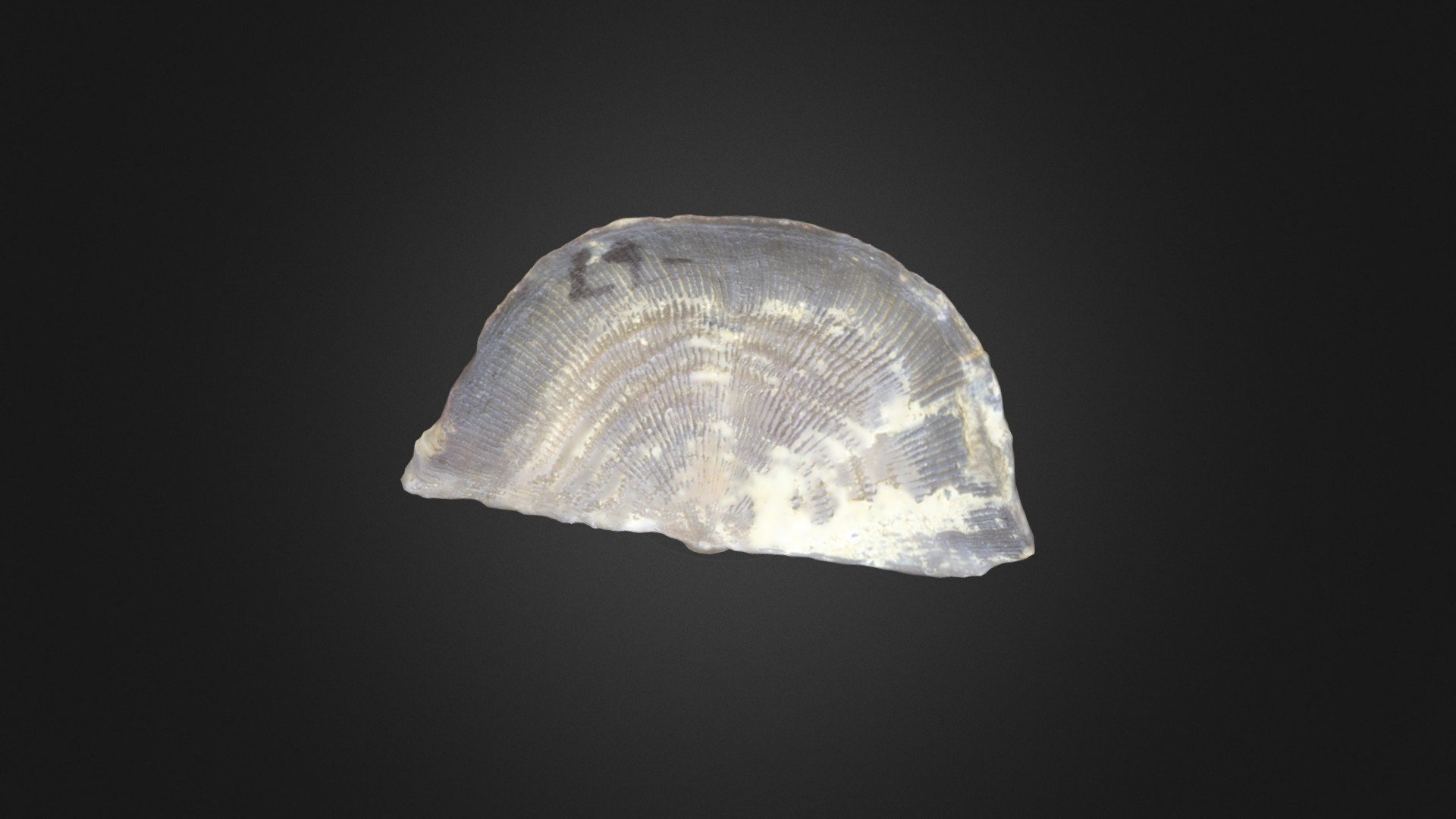 Brachiopod: Leptaena rhomboidalis (PRI 76916) - Download Free 3D model ...