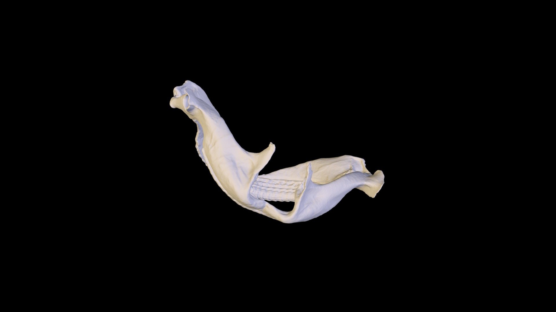 Spiny Dogfish (Squalus acanthias) Jaw - 3D model by zyoung798 [dc47317 ...