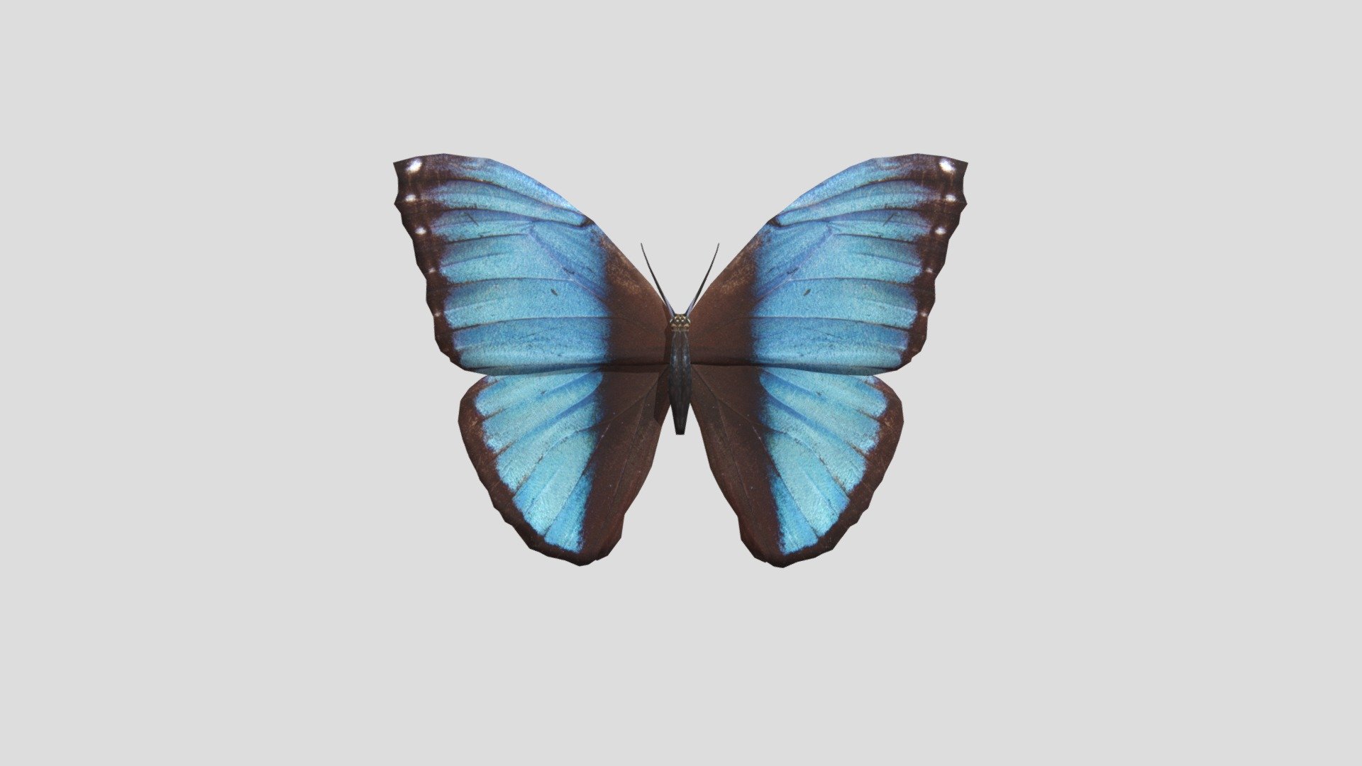 butterfly - Download Free 3D model by emilyvictoria [dc54f65] - Sketchfab