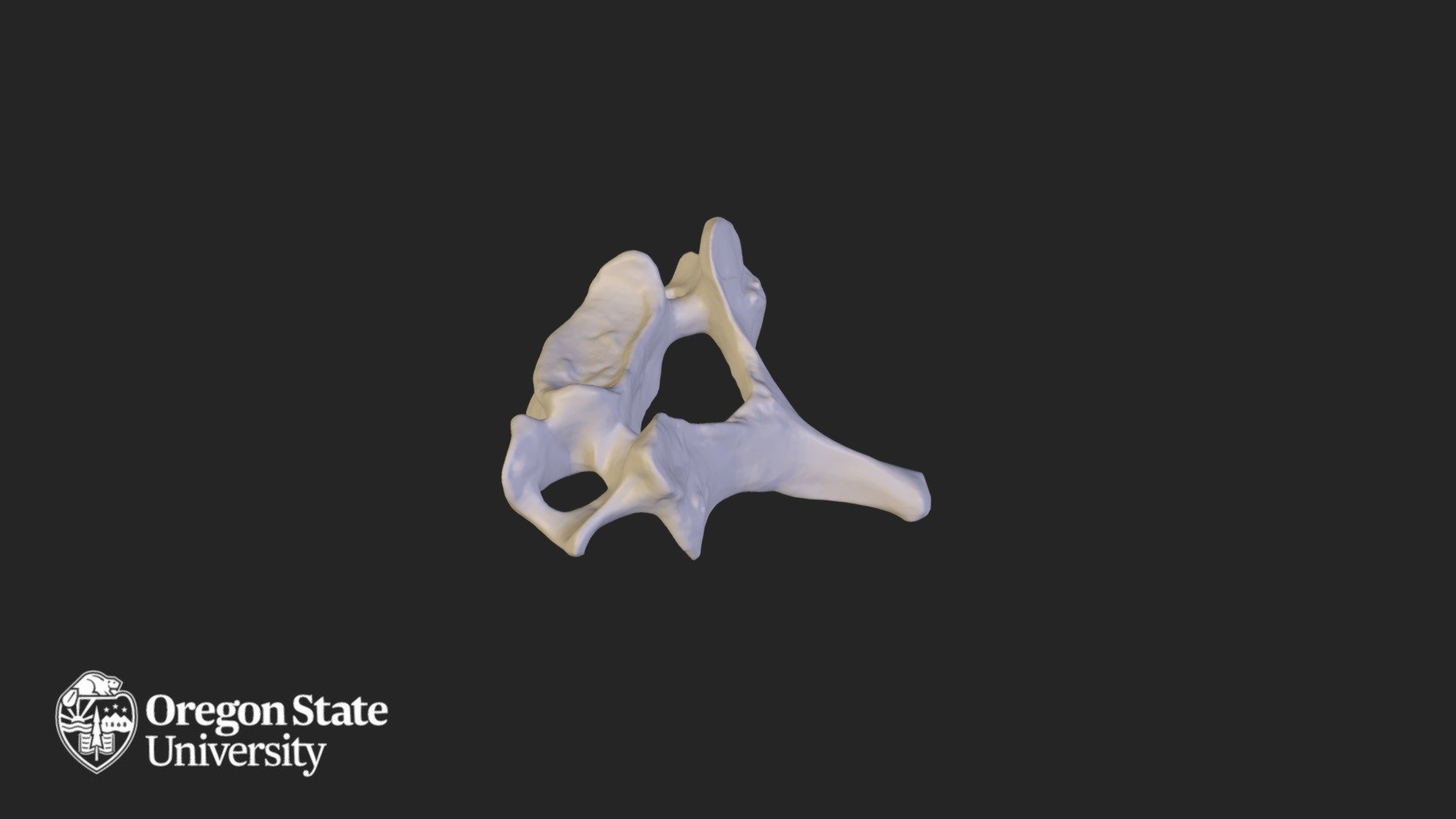 Cervical vertebra - C6 - Download Free 3D model by Oregon State ...