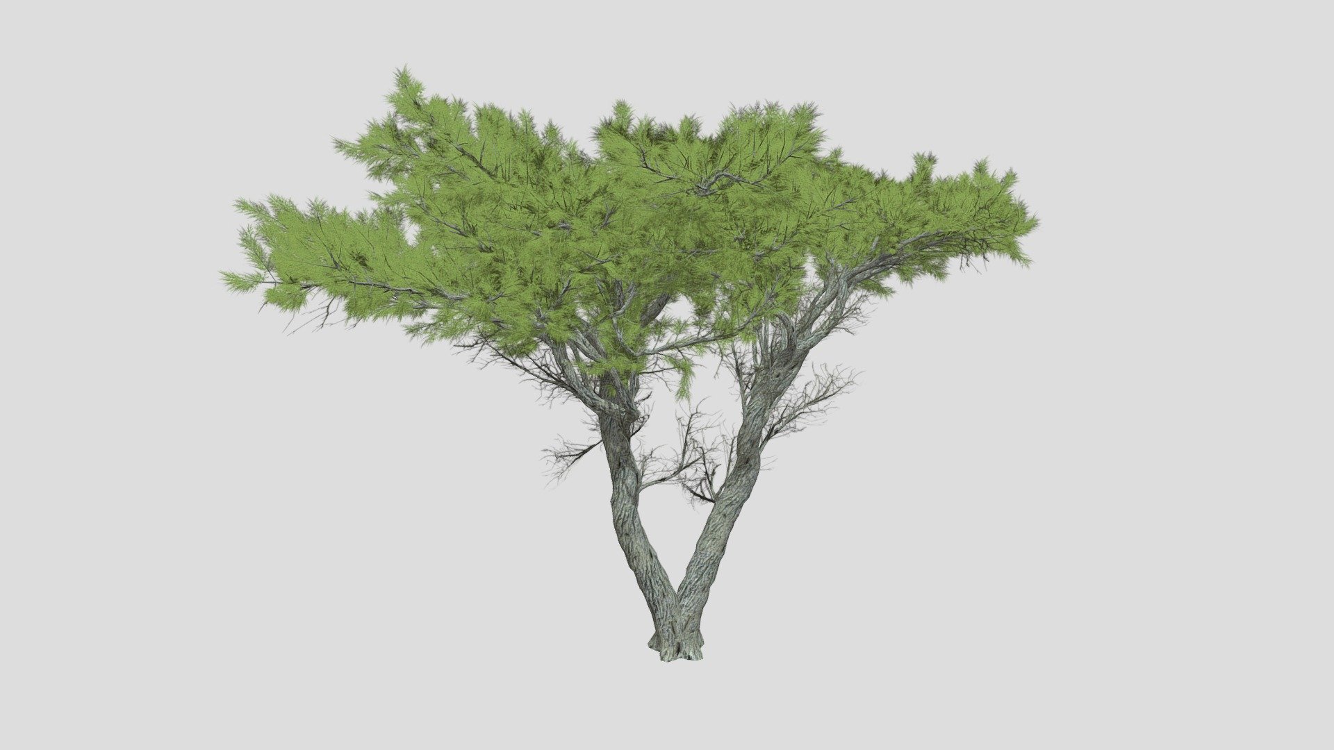 Monterey Cypress Tree - Buy Royalty Free 3D model by DATEC_Studio ...