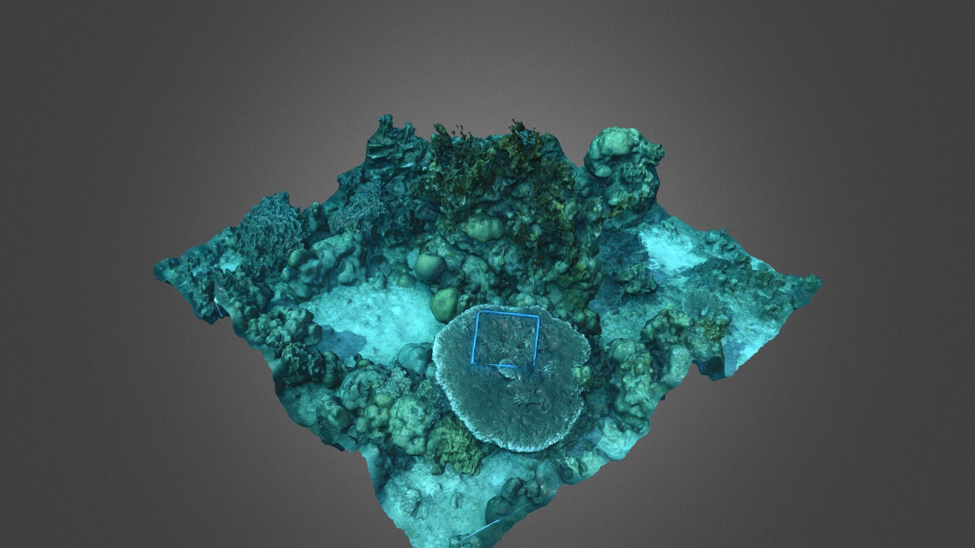 Philippine Reef - 3D model by dbayley [dc5f9cb] - Sketchfab