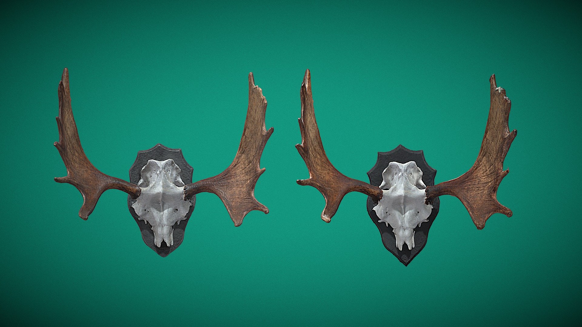 Moose Antlers Low and high poly scan - Download Free 3D model by Robin ...