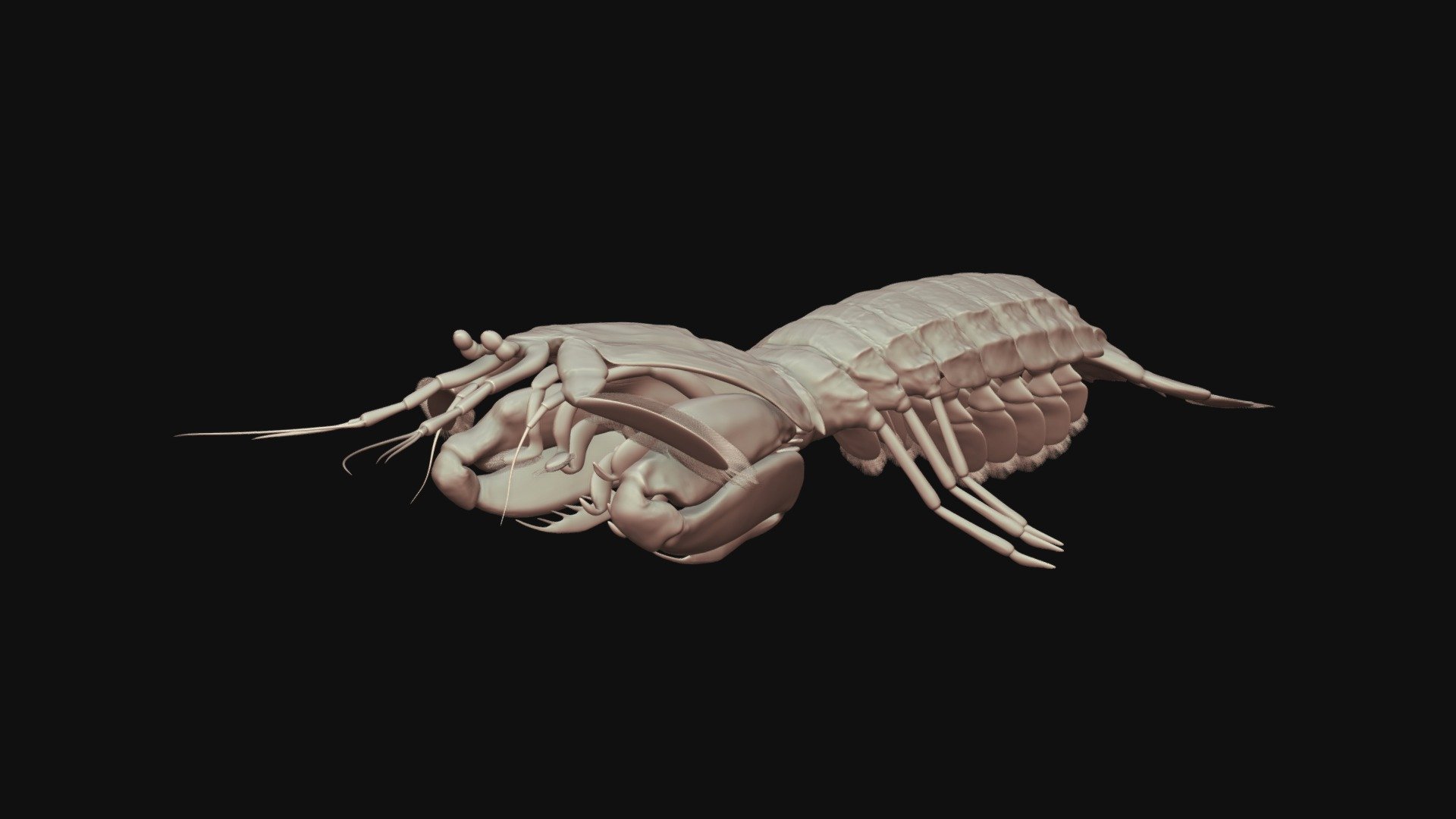 Model 105 - Mantis Shrimp - Download Free 3D model by DigitalLife3D ...