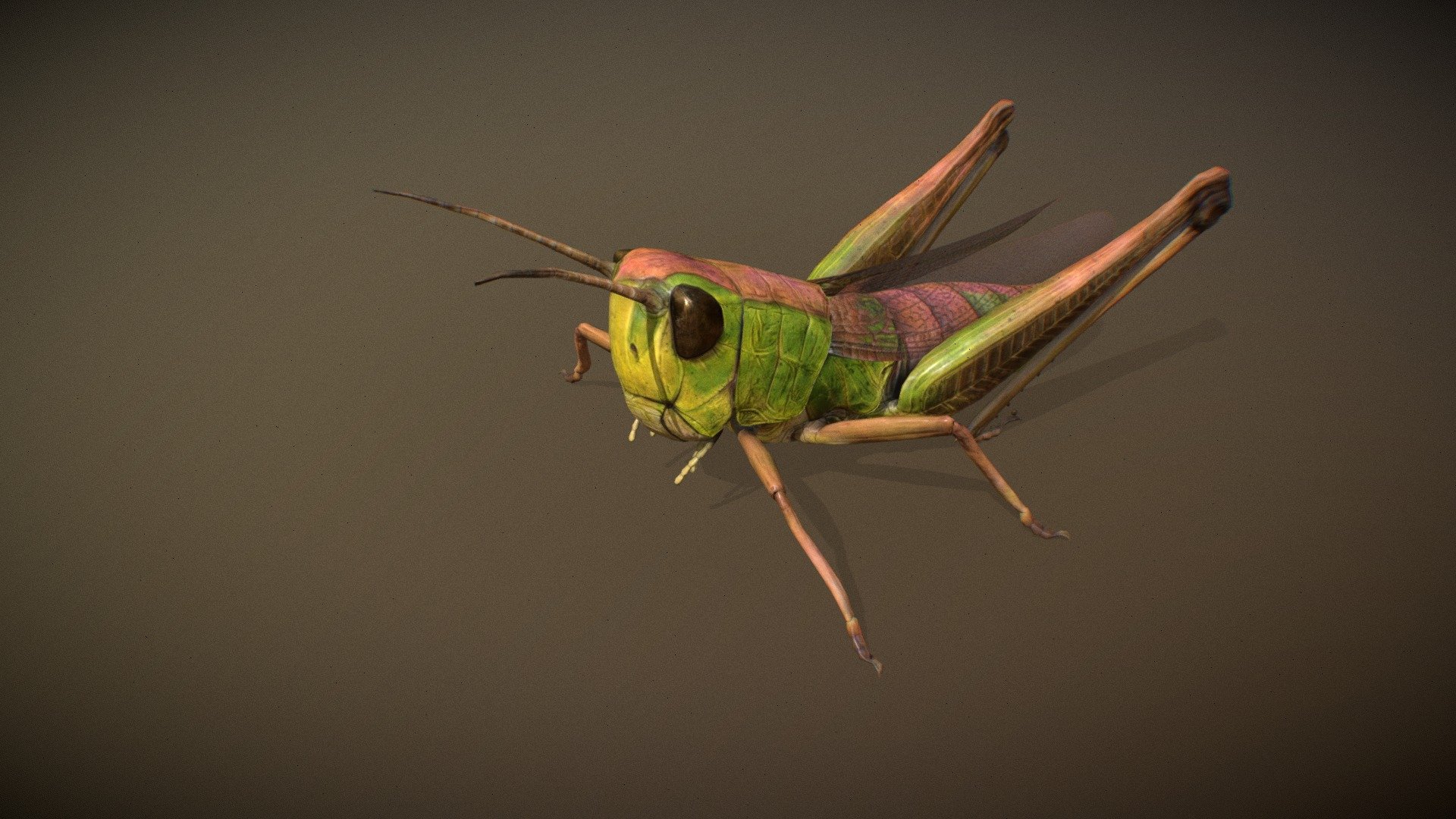 Animalia - Grasshopper - 3D model by GiM (@GamesInMotion) [dc65346 ...