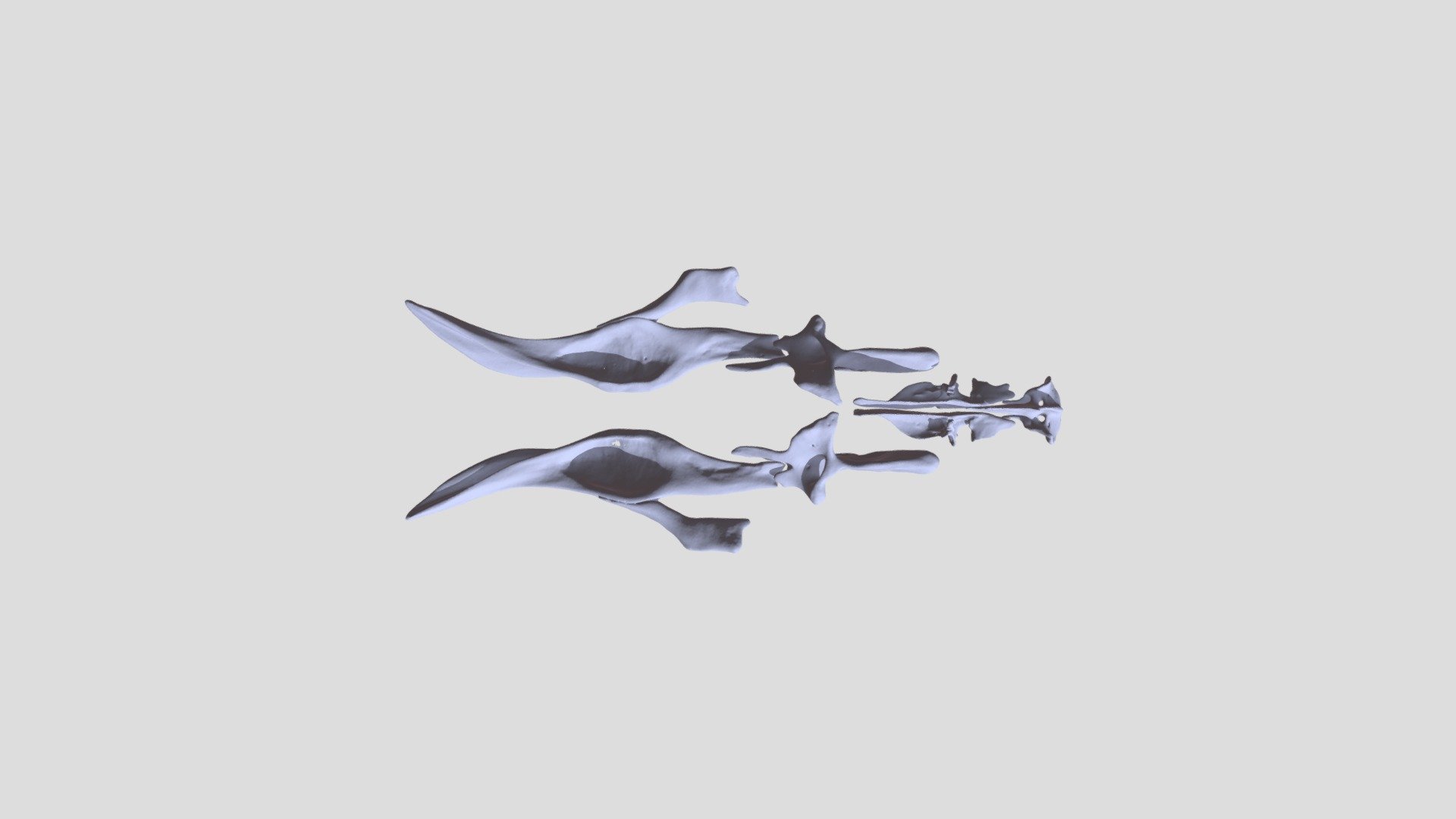 Palatal bones of Python regius (ball python) - Download Free 3D model ...