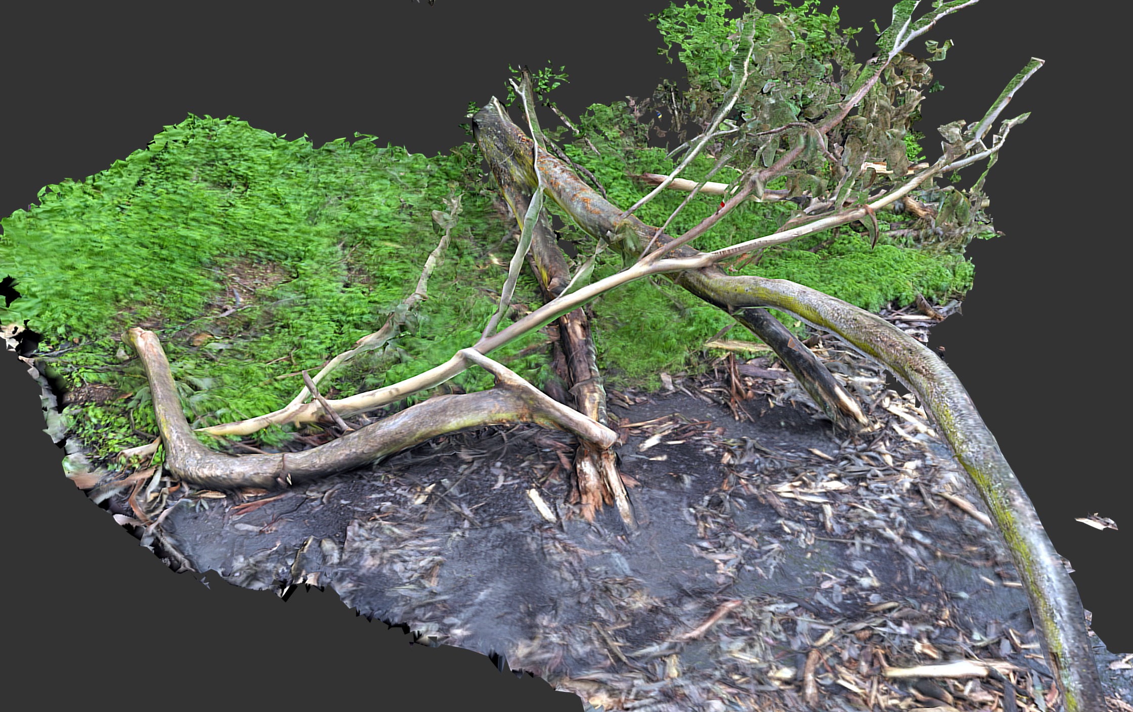 Fallen Tree - 3D model by ms3d [dc6721b] - Sketchfab