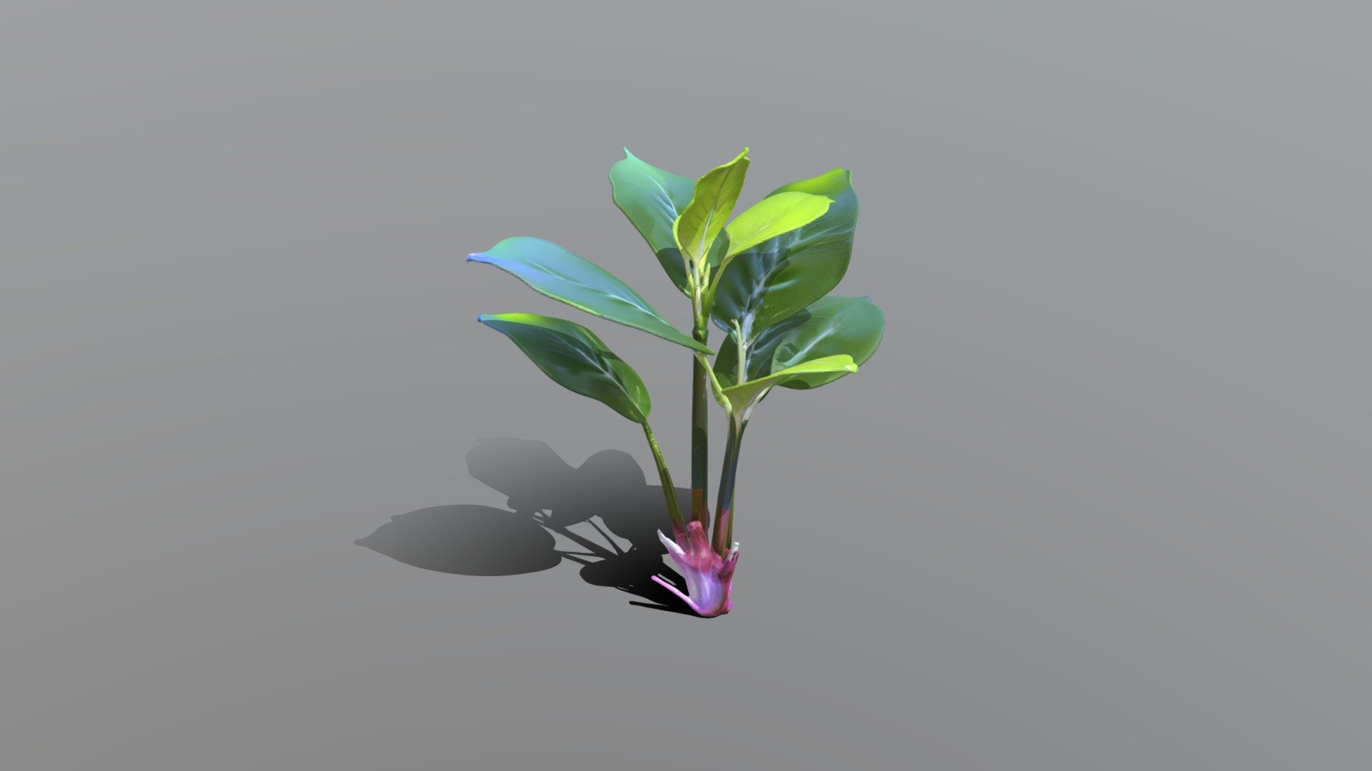 plant - 3D model by philippetr [dc73918] - Sketchfab