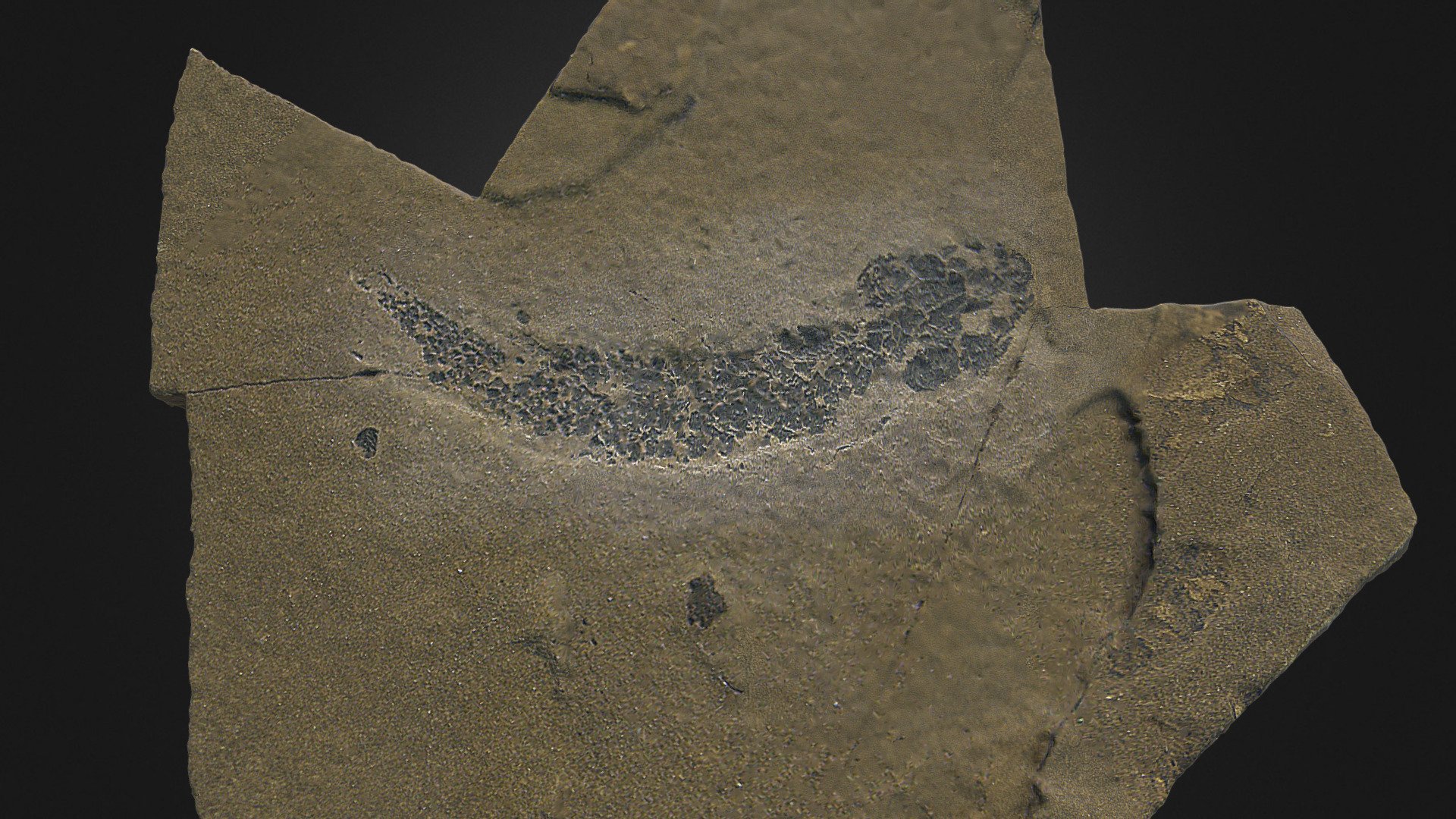 Osteolepis panderi - 3D model by Olof Moleman (@lordtrilobite) [dc74551 ...