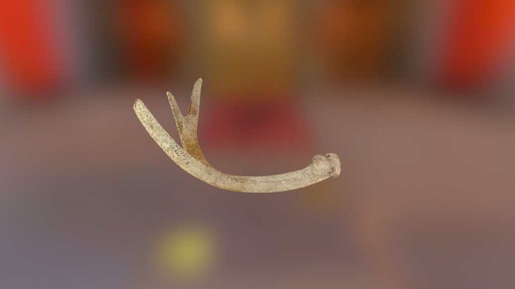 Deer antler (VCU_3D_823) - Download Free 3D model by Virtual Curation ...