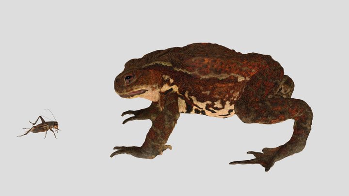 Toad 3D models - Sketchfab